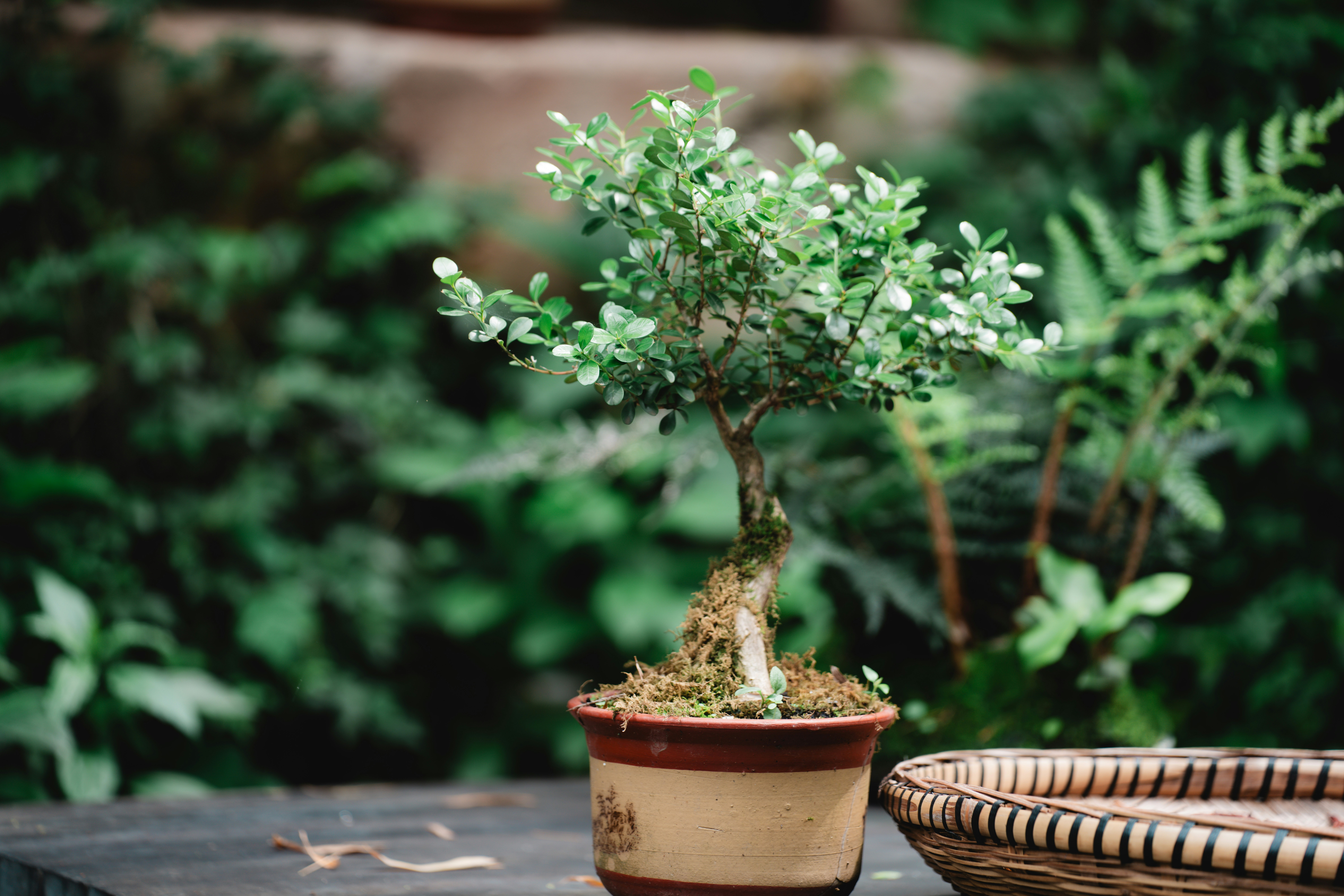 Miniature Olive Tree in a Rustic Potscape