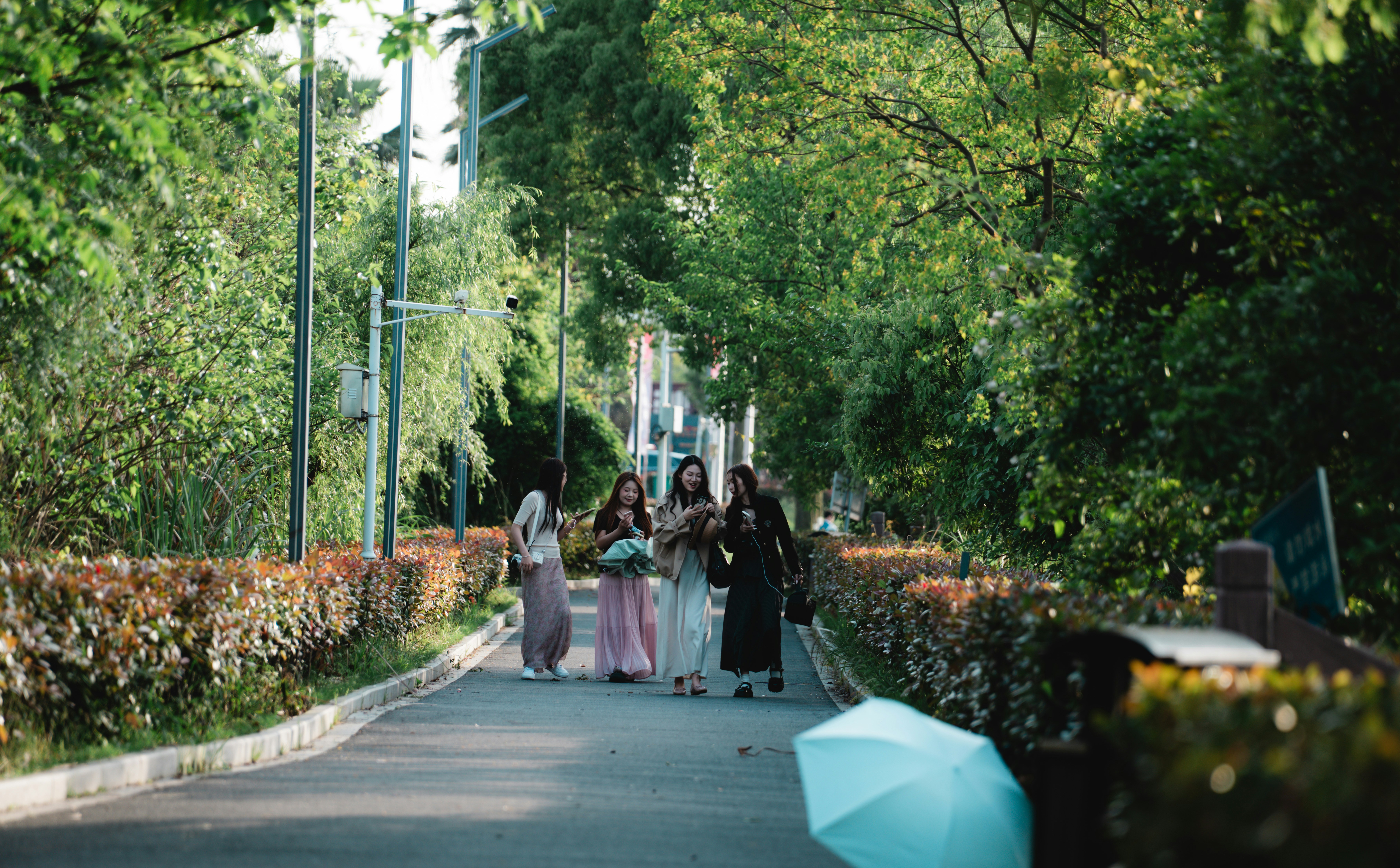 Mid-spring Stroll: A Small Group Walks Down a Tree-Lined Avenue