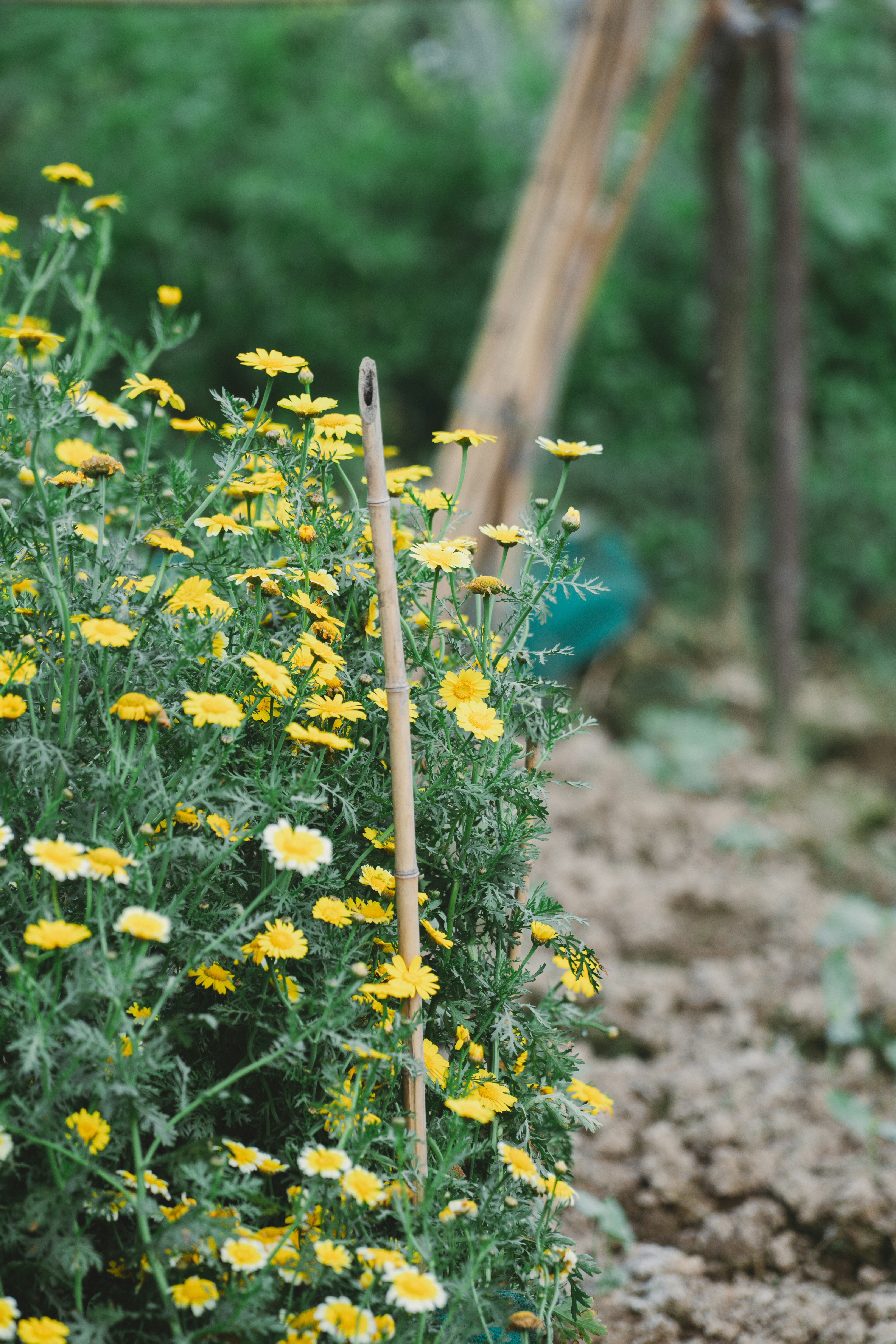 Yellow bloom fence: a row of golden daisies along a garden stake