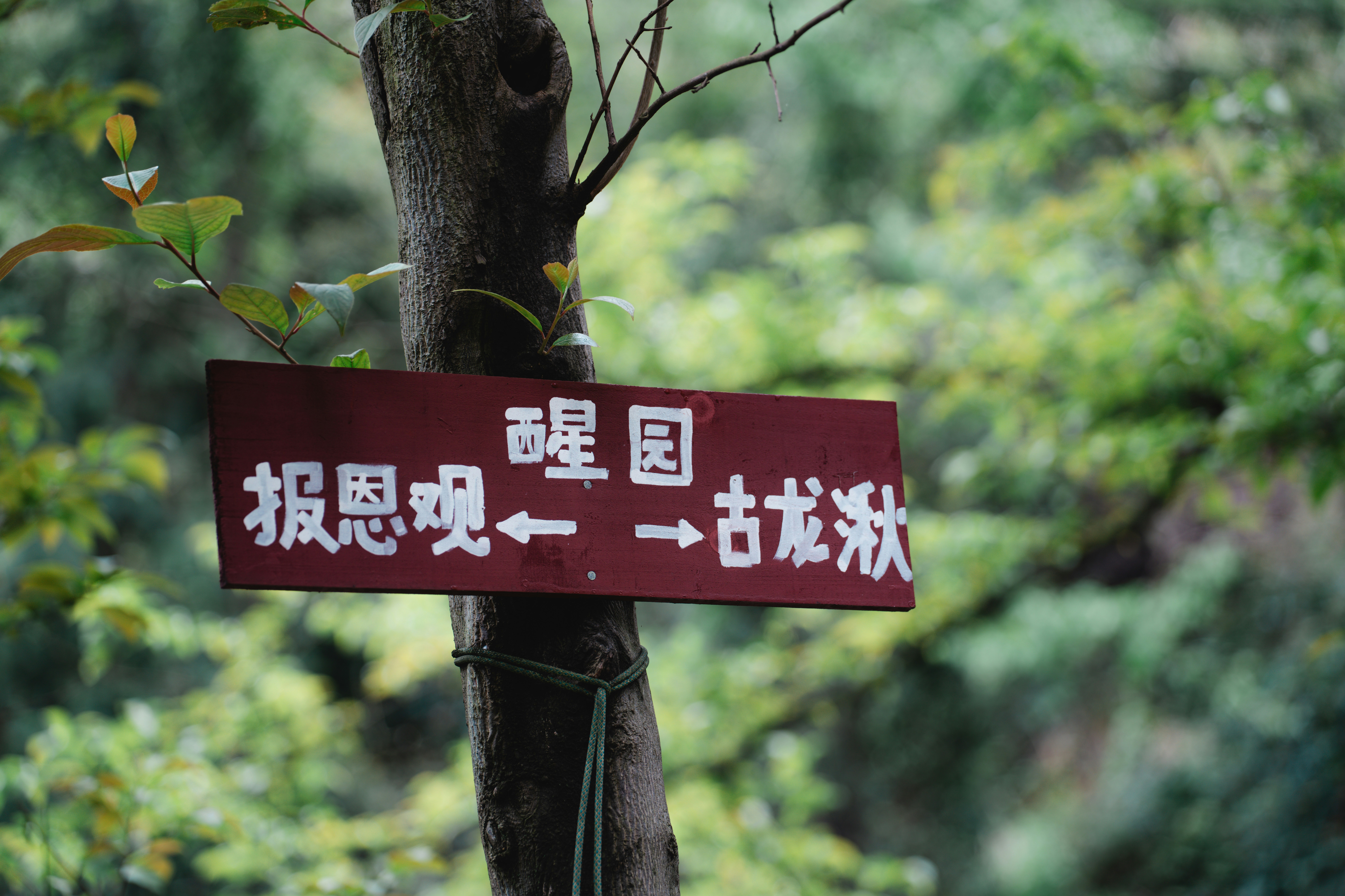 Weathered Signpost in a Lush Green Corner