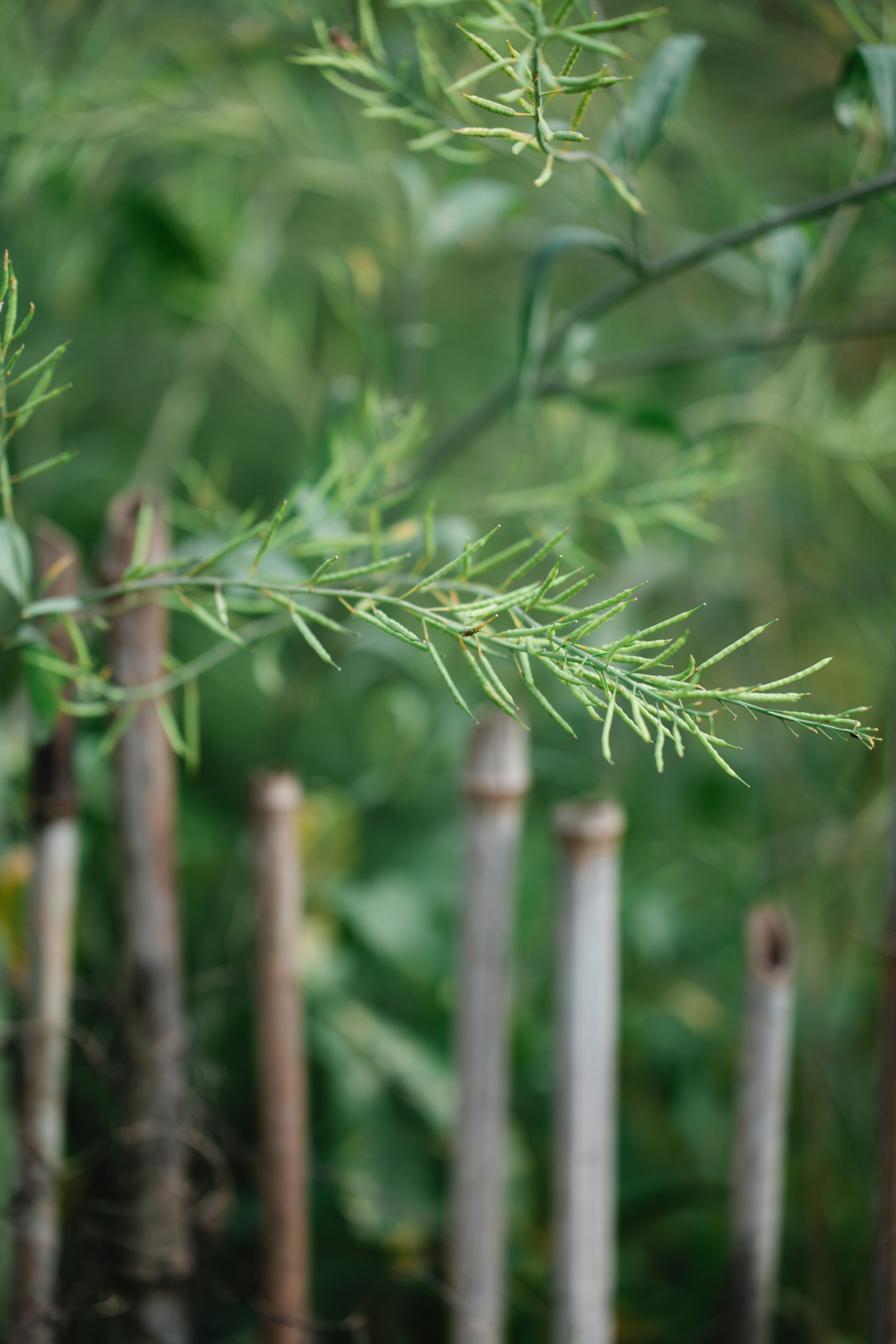 Green Whispers: Delicate Conifers Framing a Weathered Fence