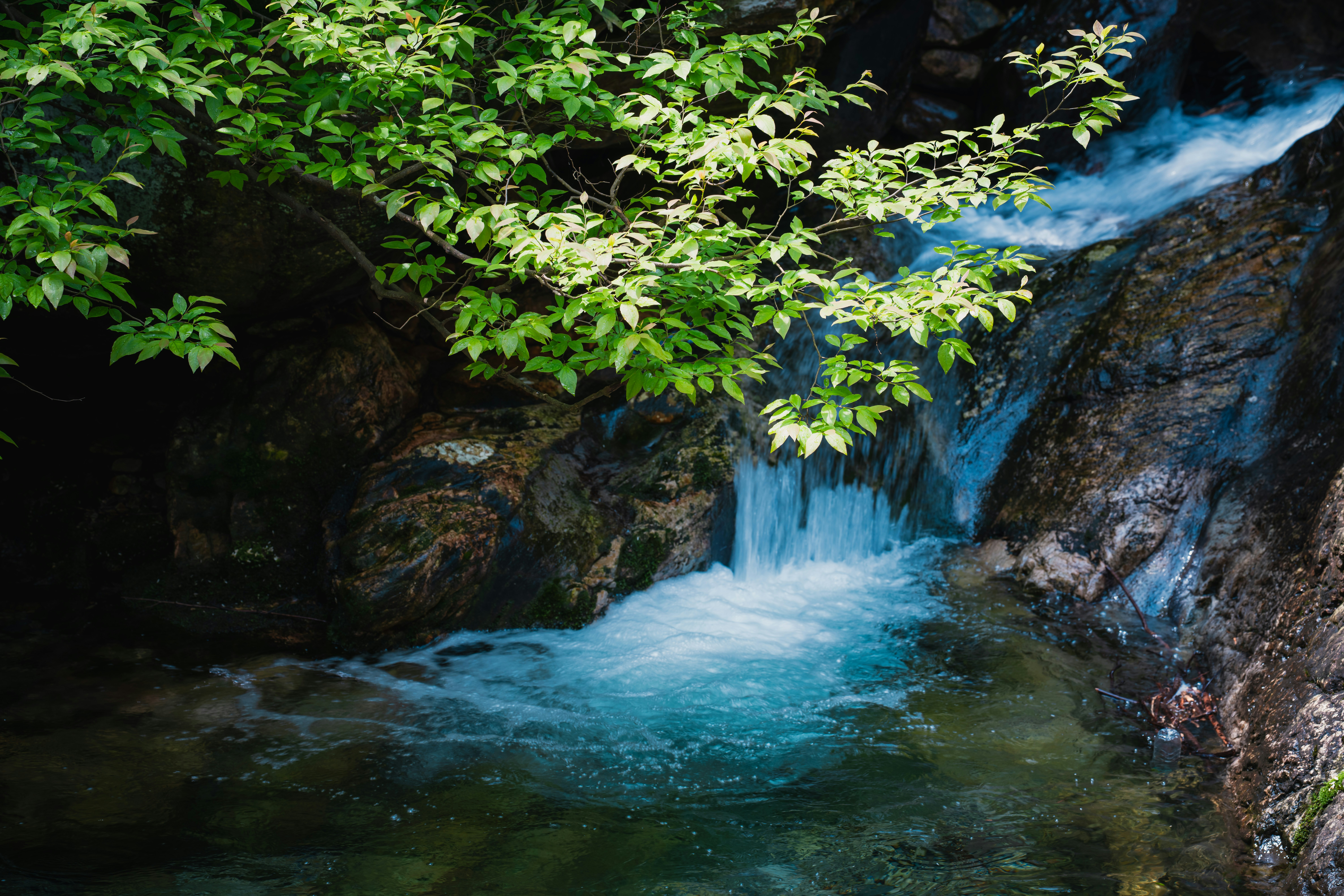 Azure Thread: A Quiet Cascade Between Green Canopy
