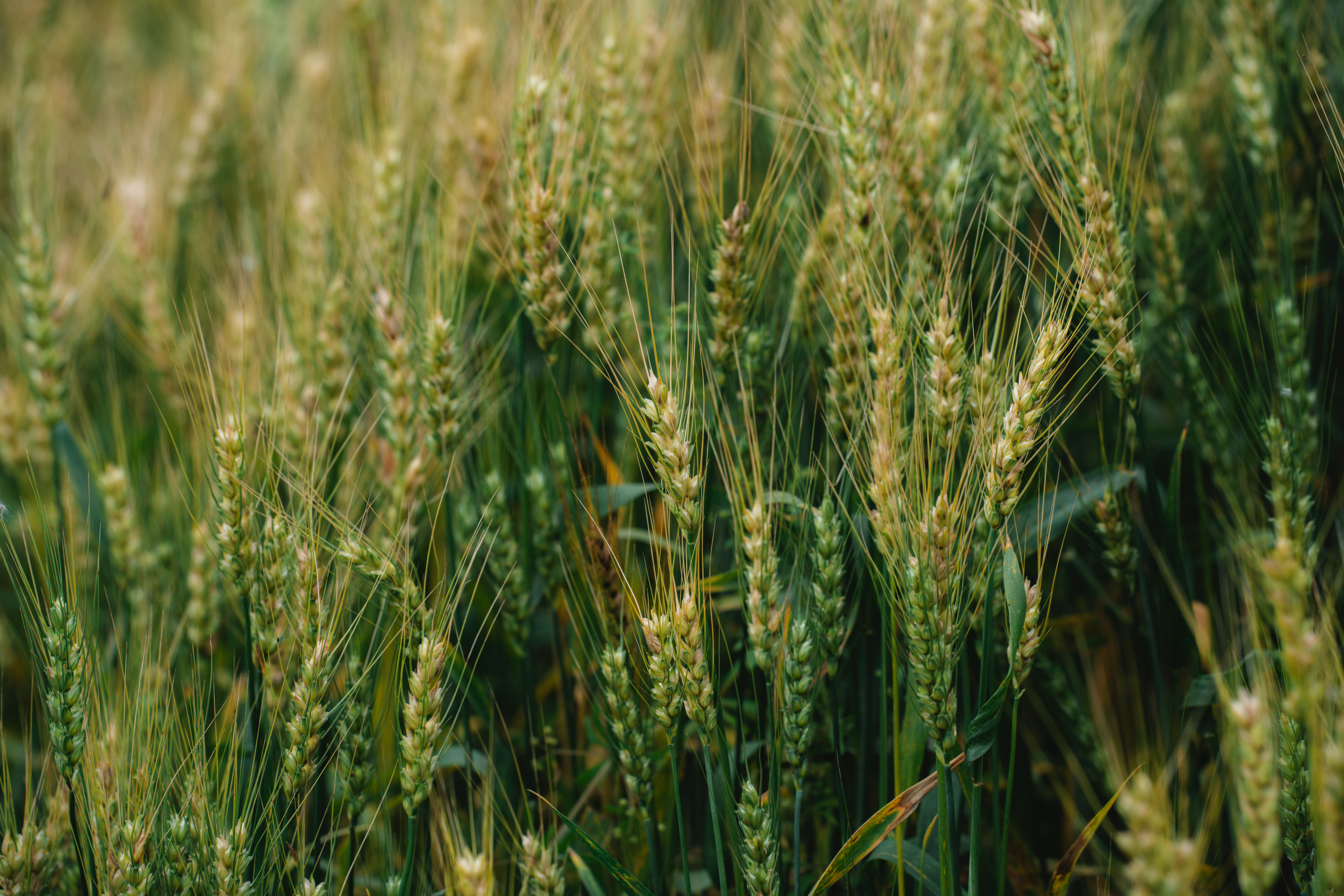 Green wheat stalks growing in a field.