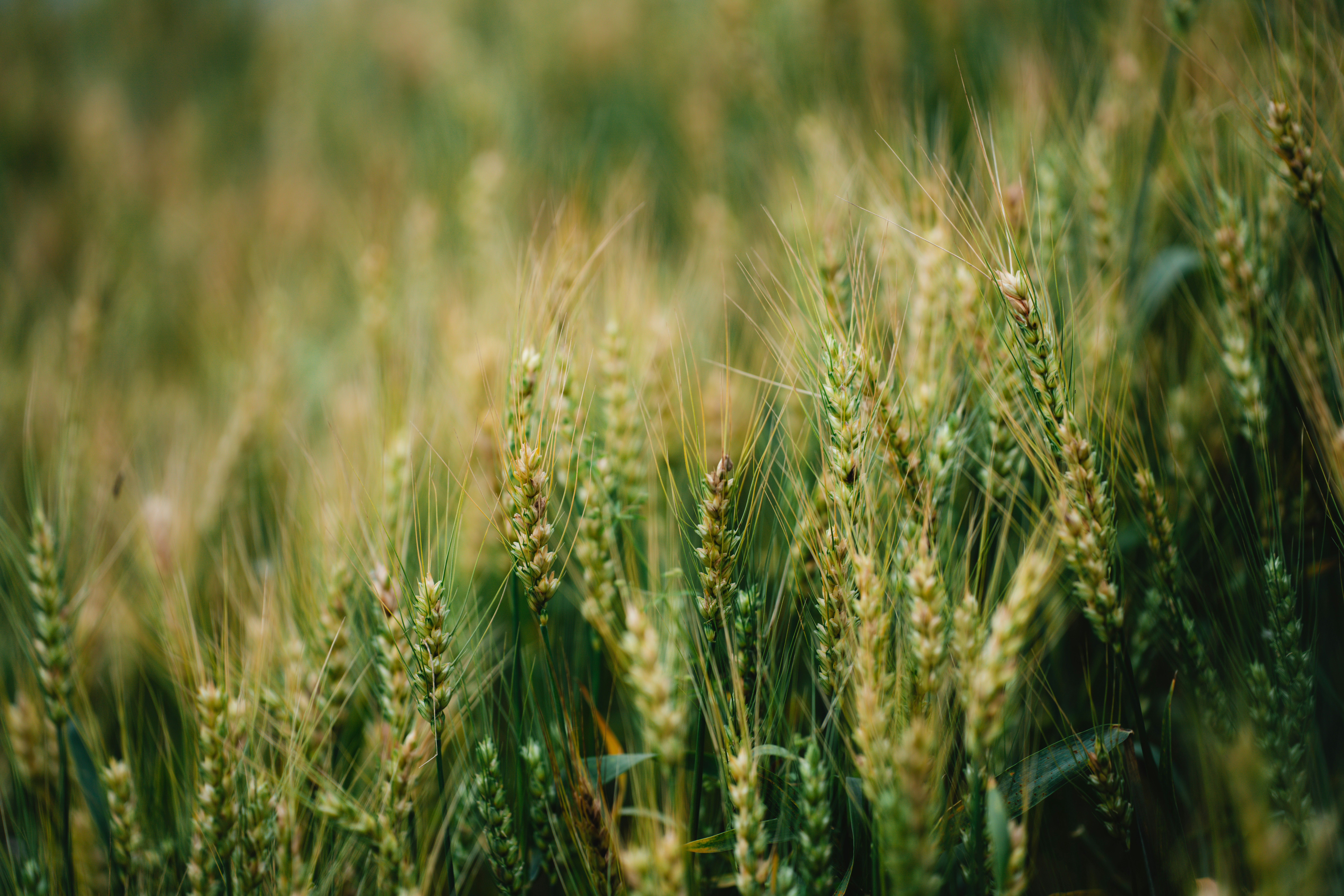 Golden Veil: Close-Up of Wheat Heads in Sunlit Field