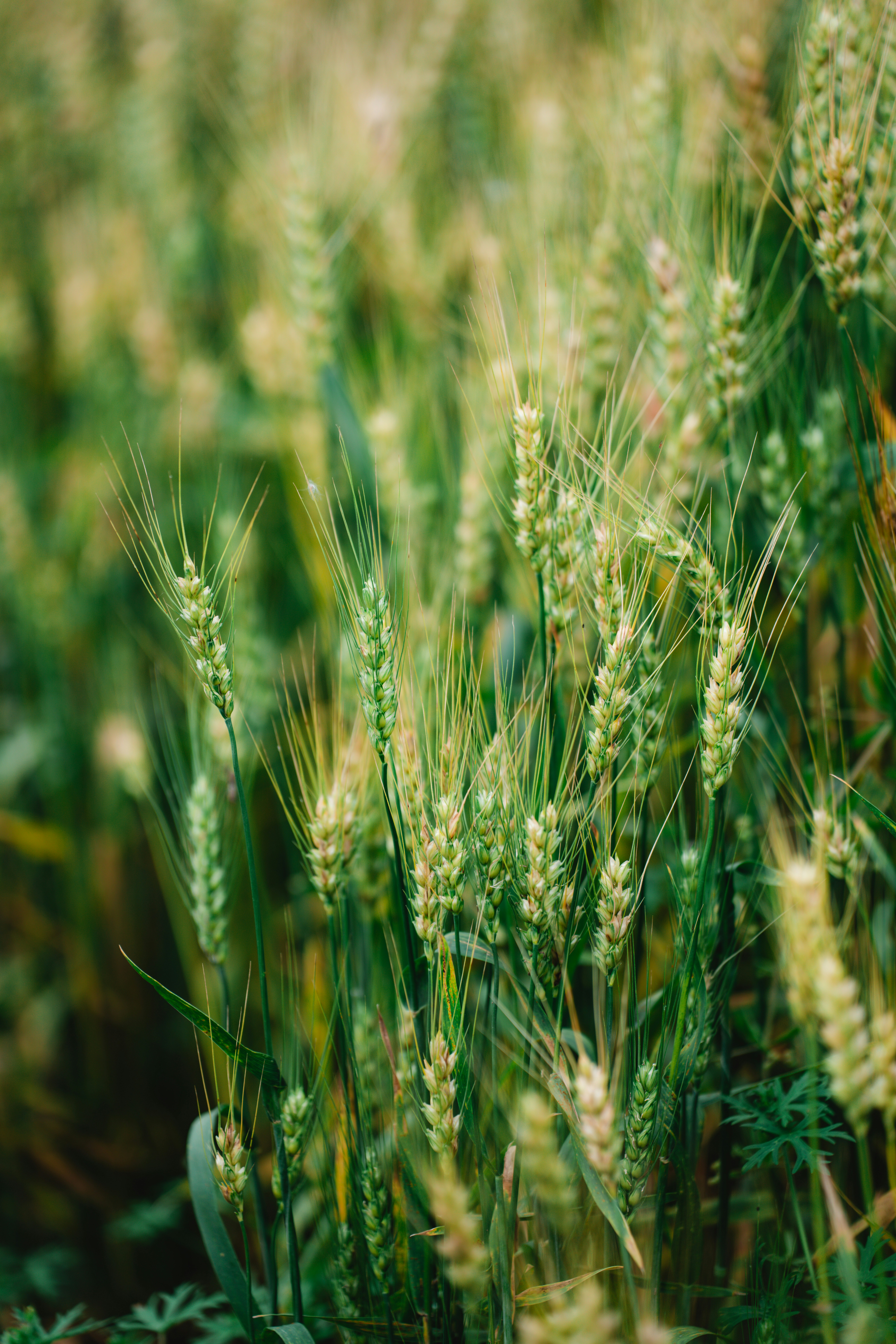 Golden Heads in a Sea of Green: Wheat Close-Up