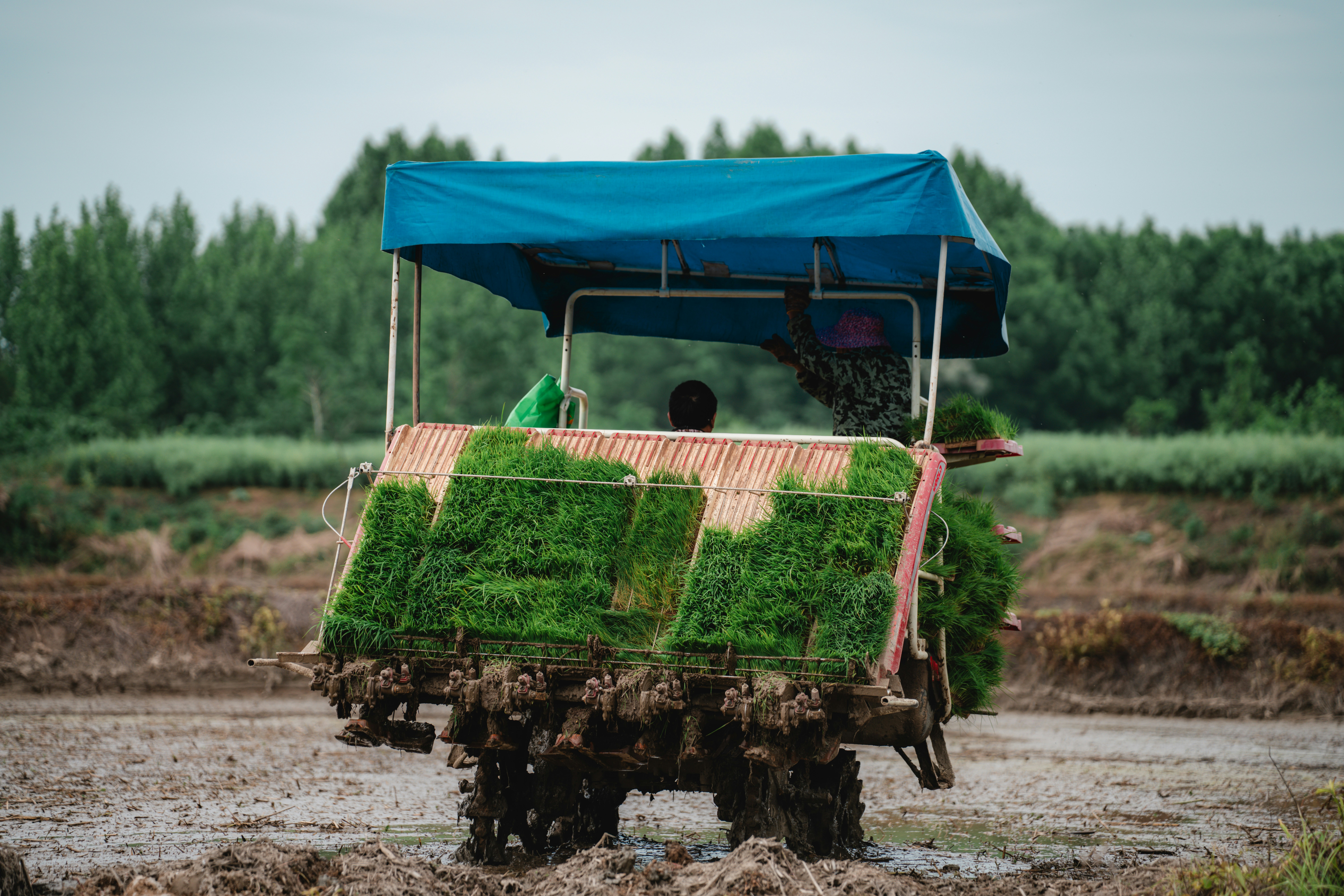 Mud-Splashed Harvest Vehicle: Greenery on Wheels Under a Blue Canopy