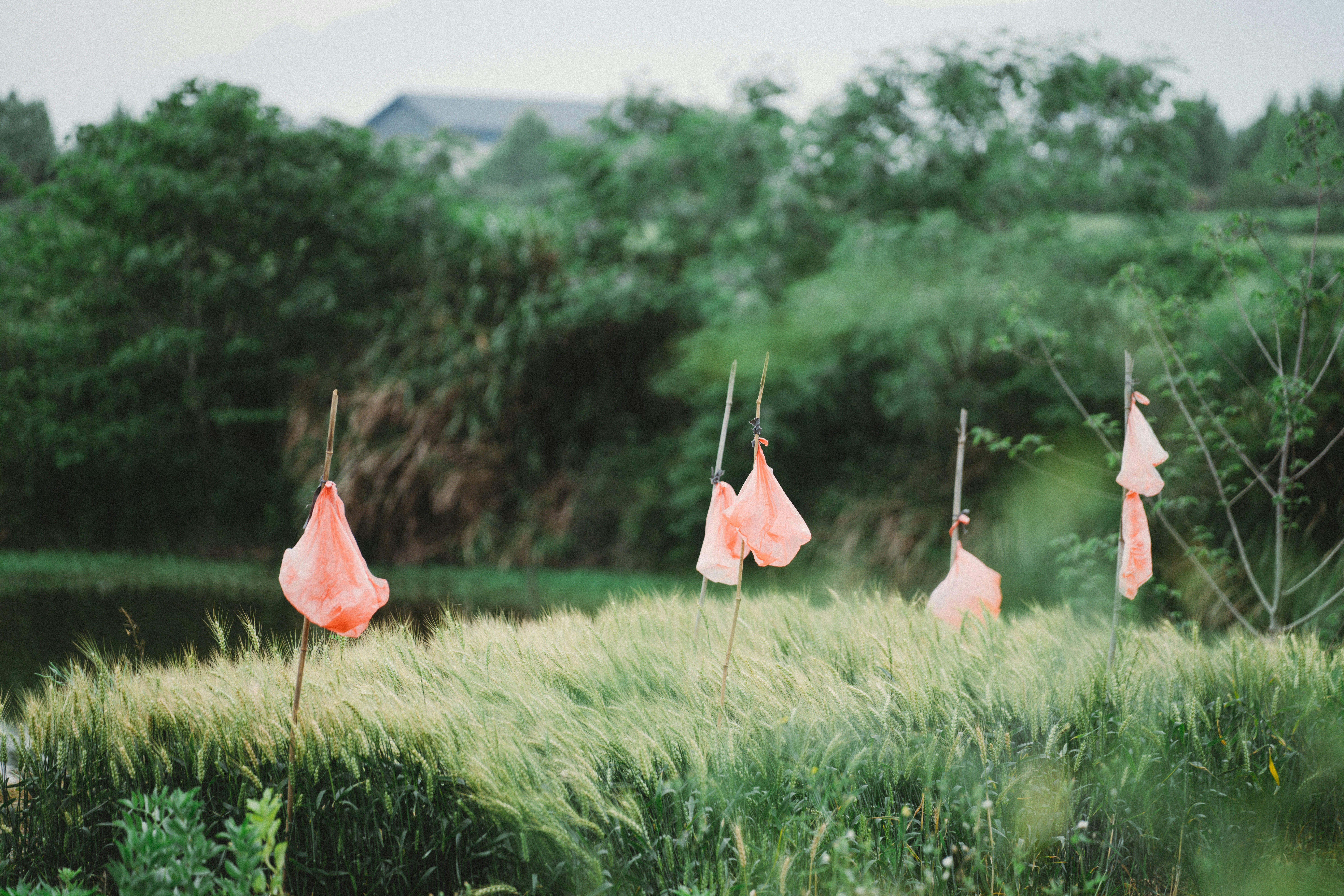 Pink cloth streamers drift above a sunlit field of tall grass