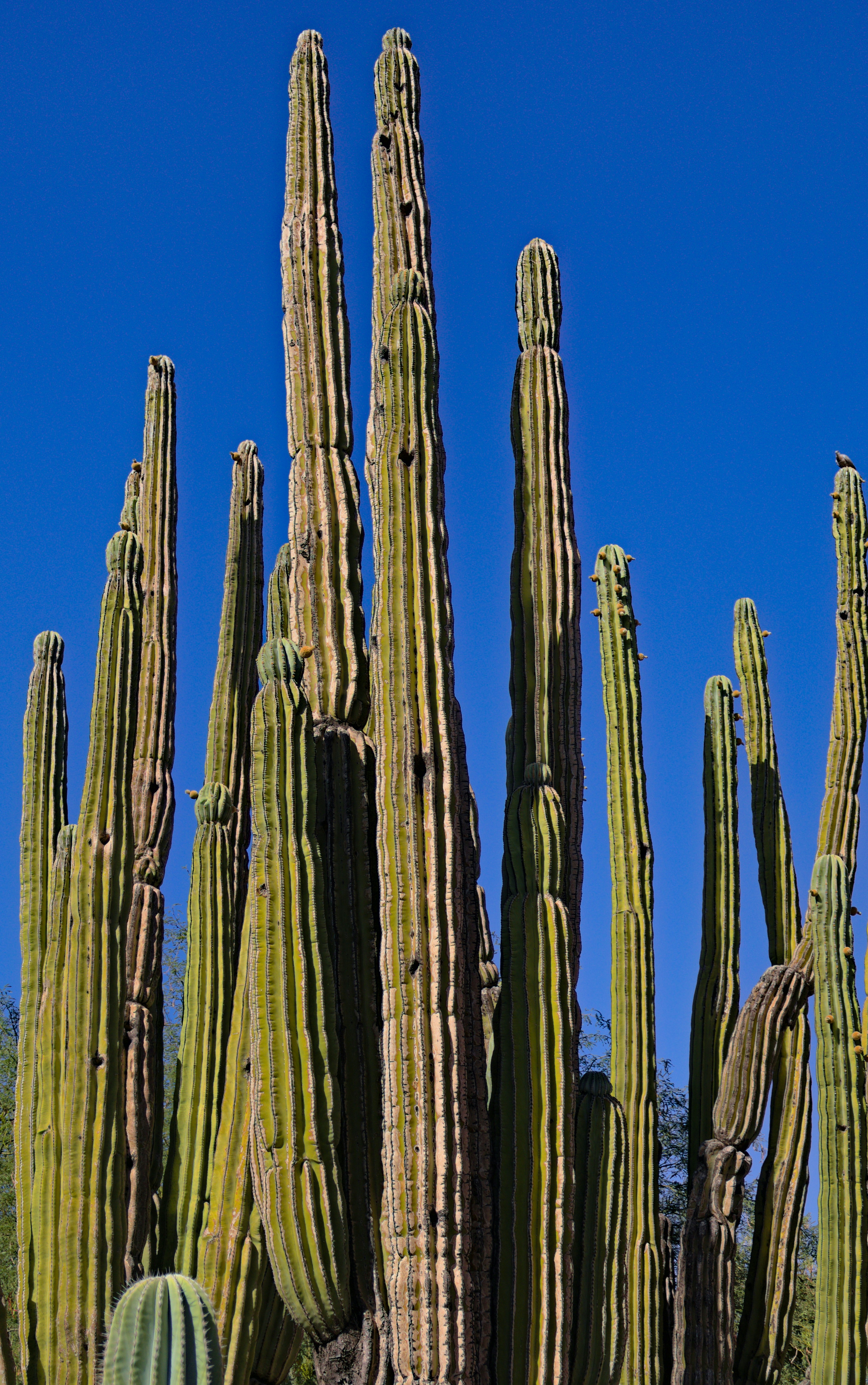 Desert Giants: A Clustering of Cacti Reaching the Indigo Sky