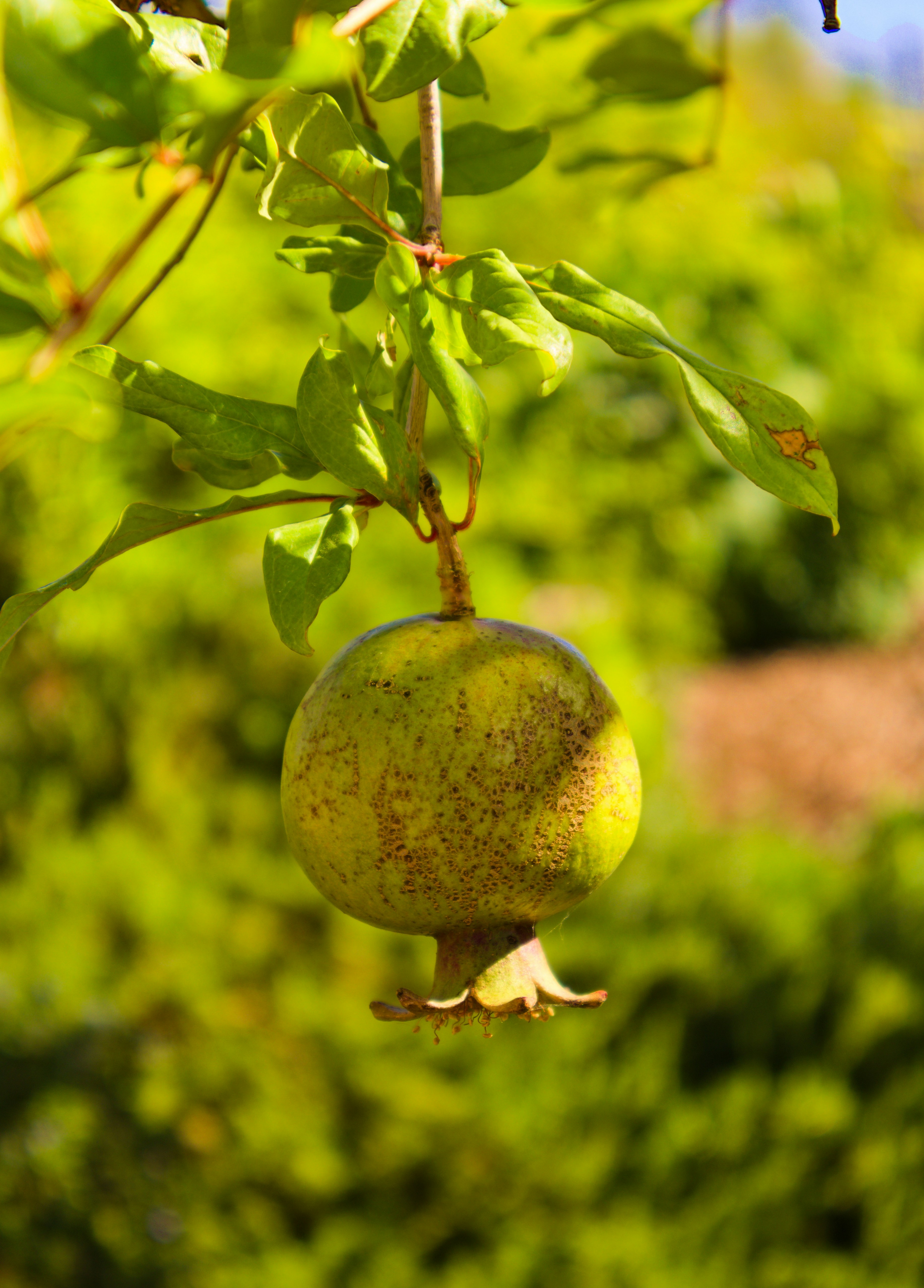 Fruit pendant in sunlit garden
