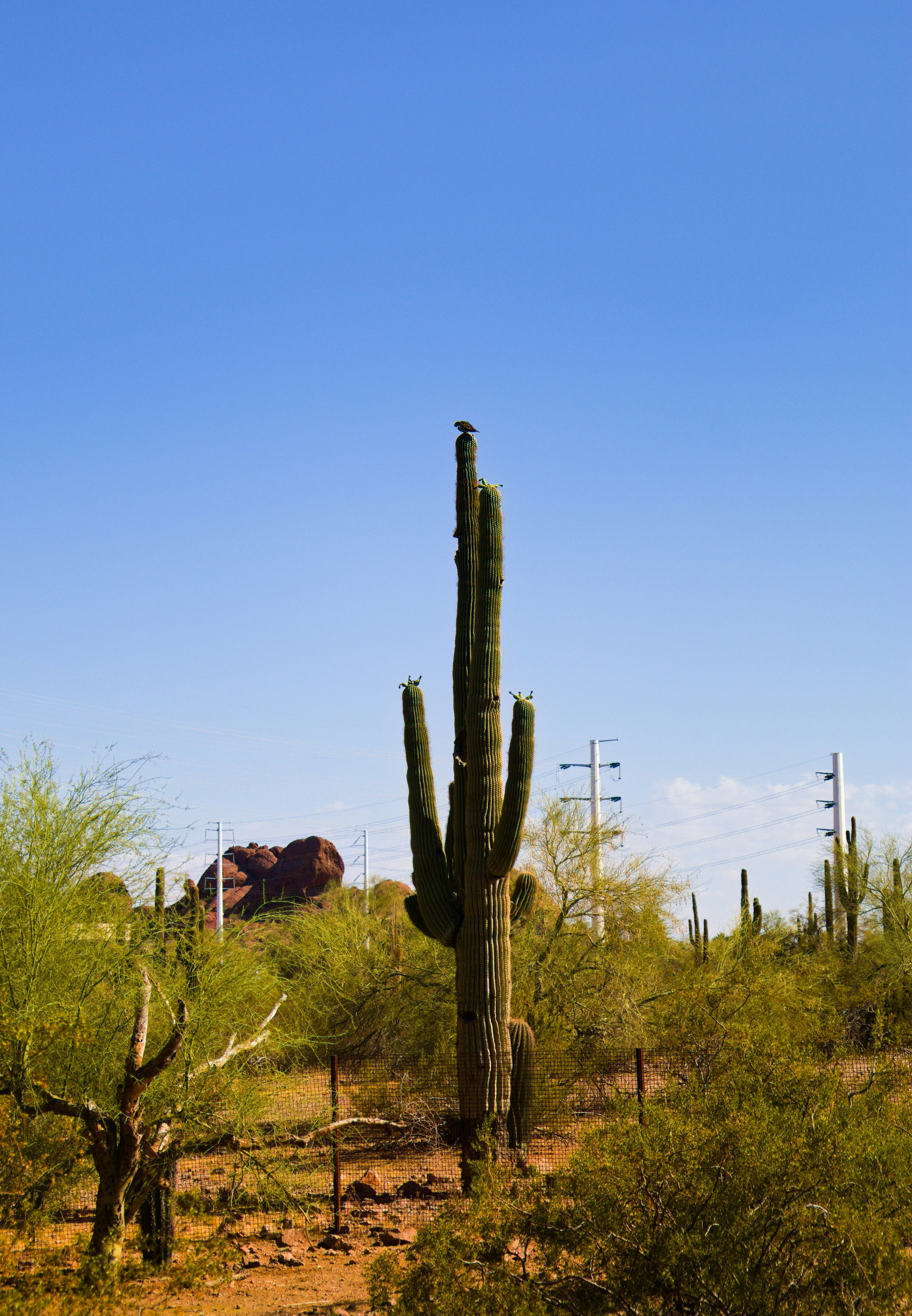 A bird perches atop a saguaro cactus in the desert.