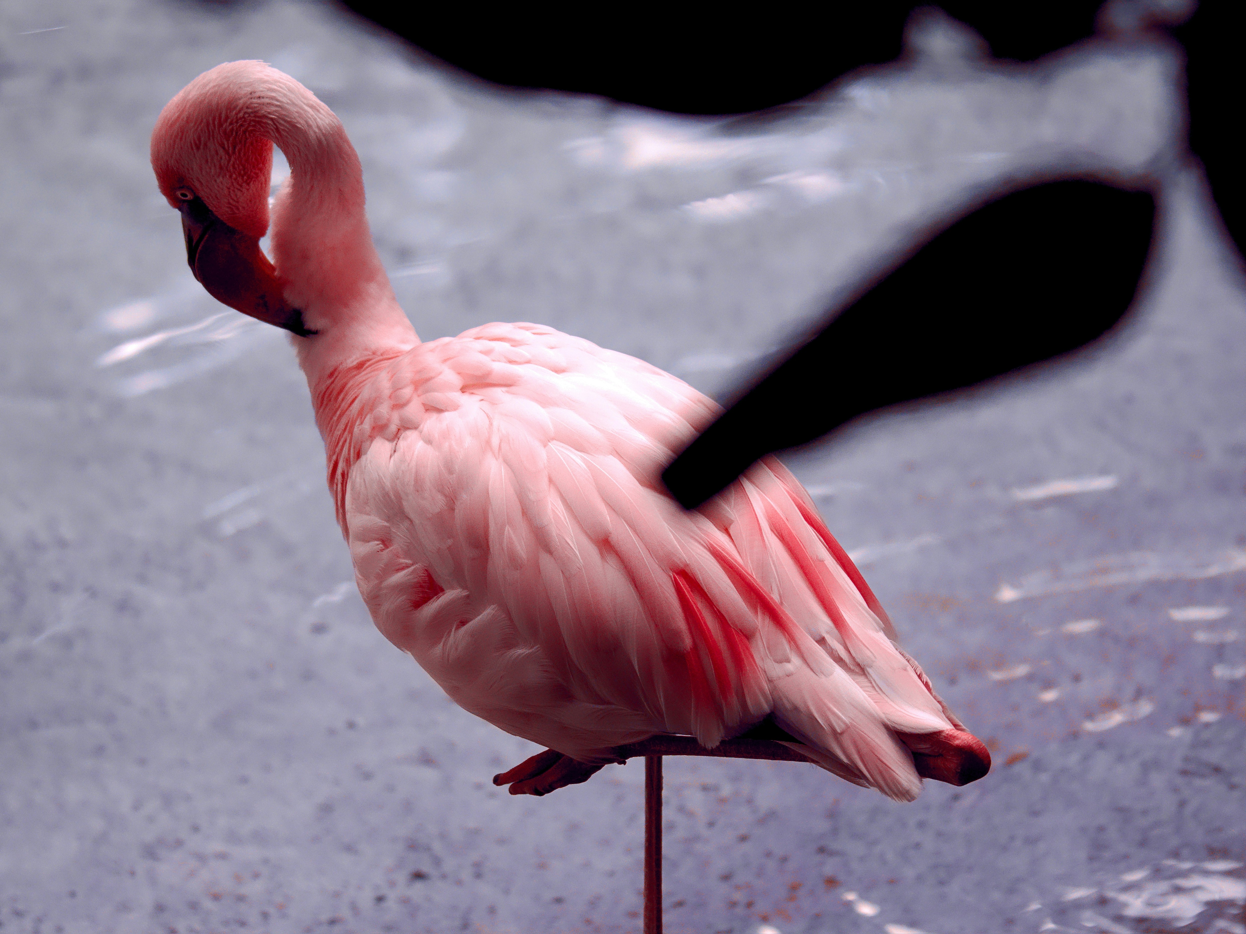 Flamingo in Focus: Gentle Preening Against a Silent Lake