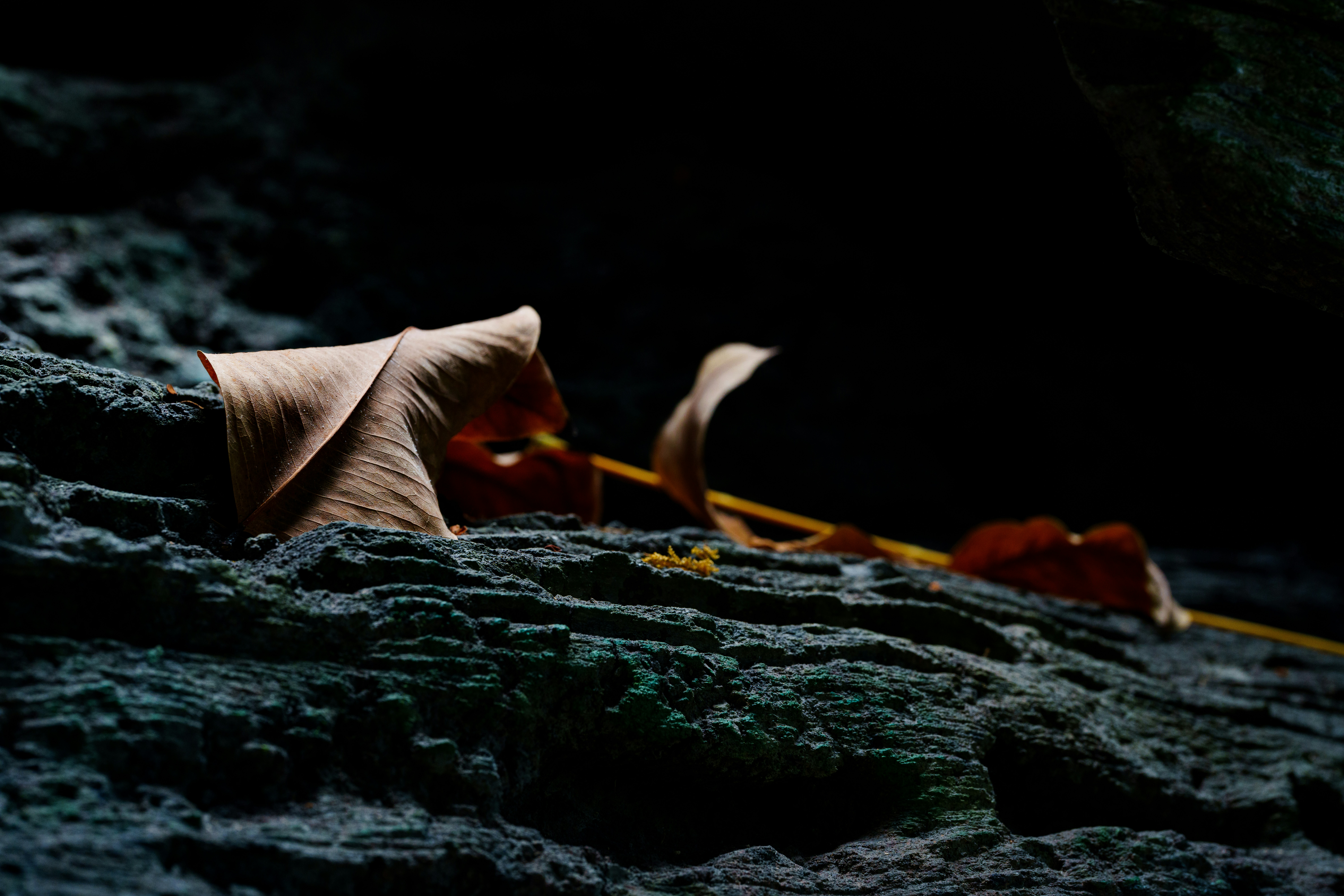 Lone Leaf on Rain-dark Rock