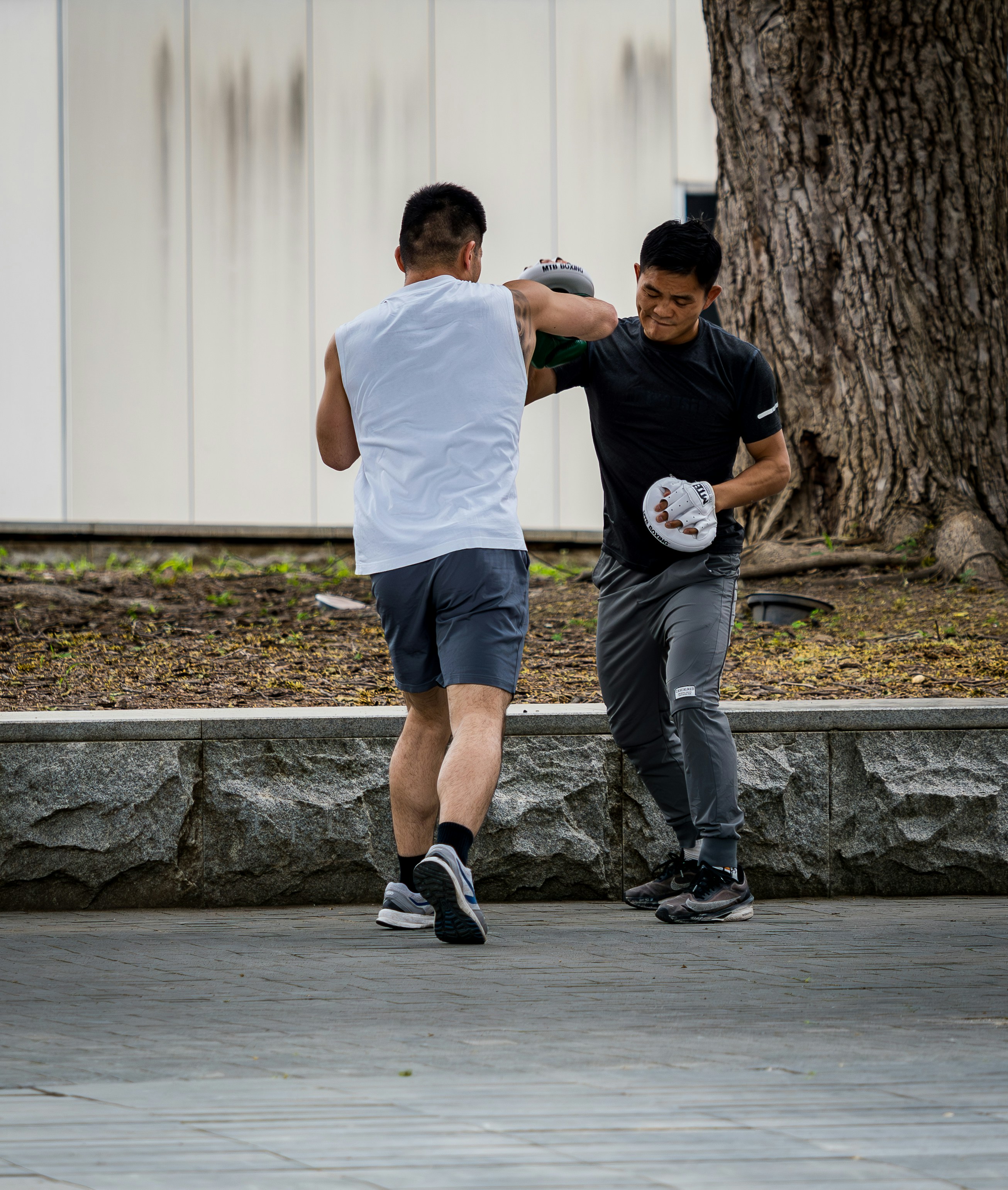 Two men boxing outdoors near a tree.