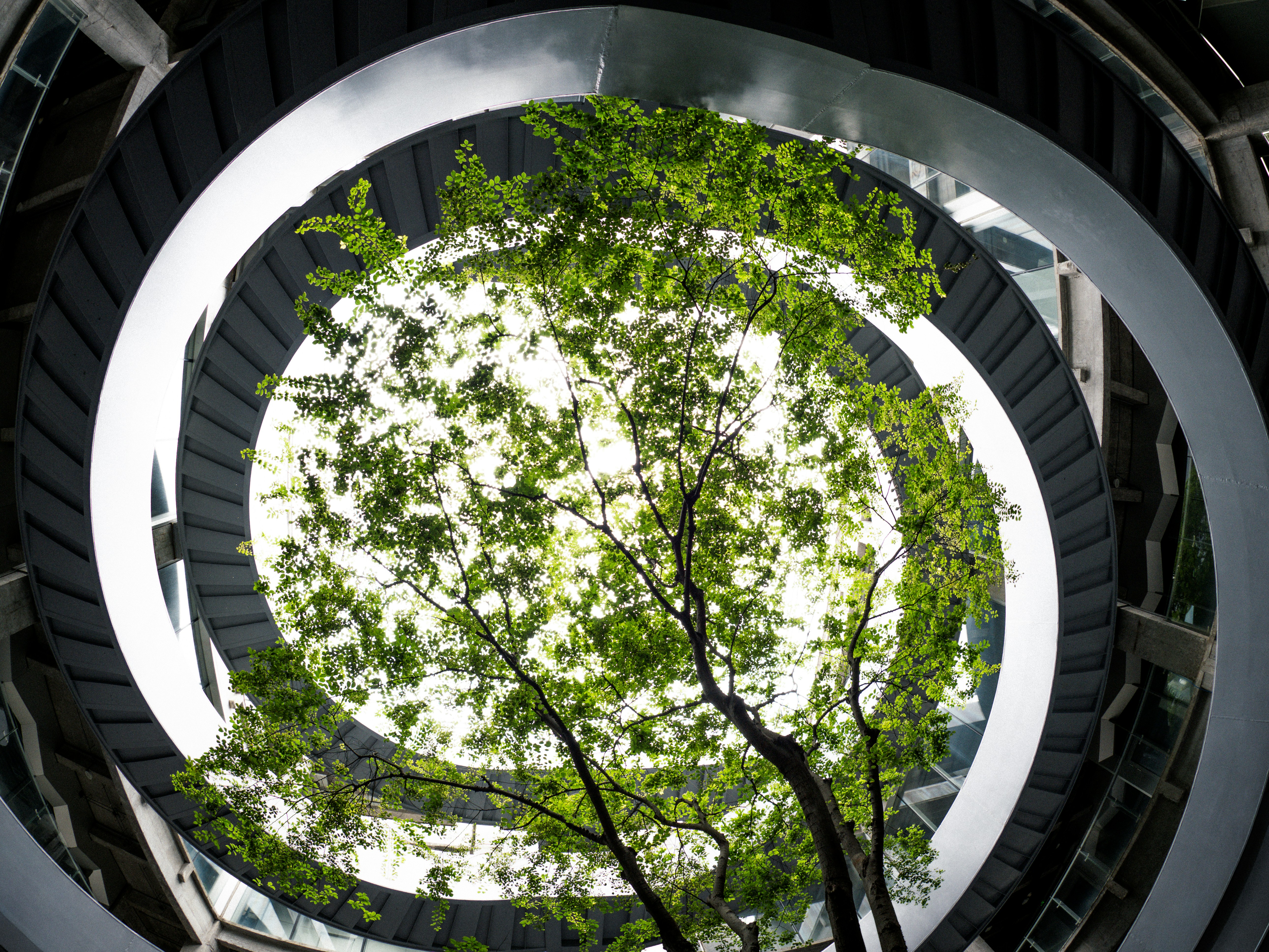 Modern spiral architecture surrounding a vibrant green tree.