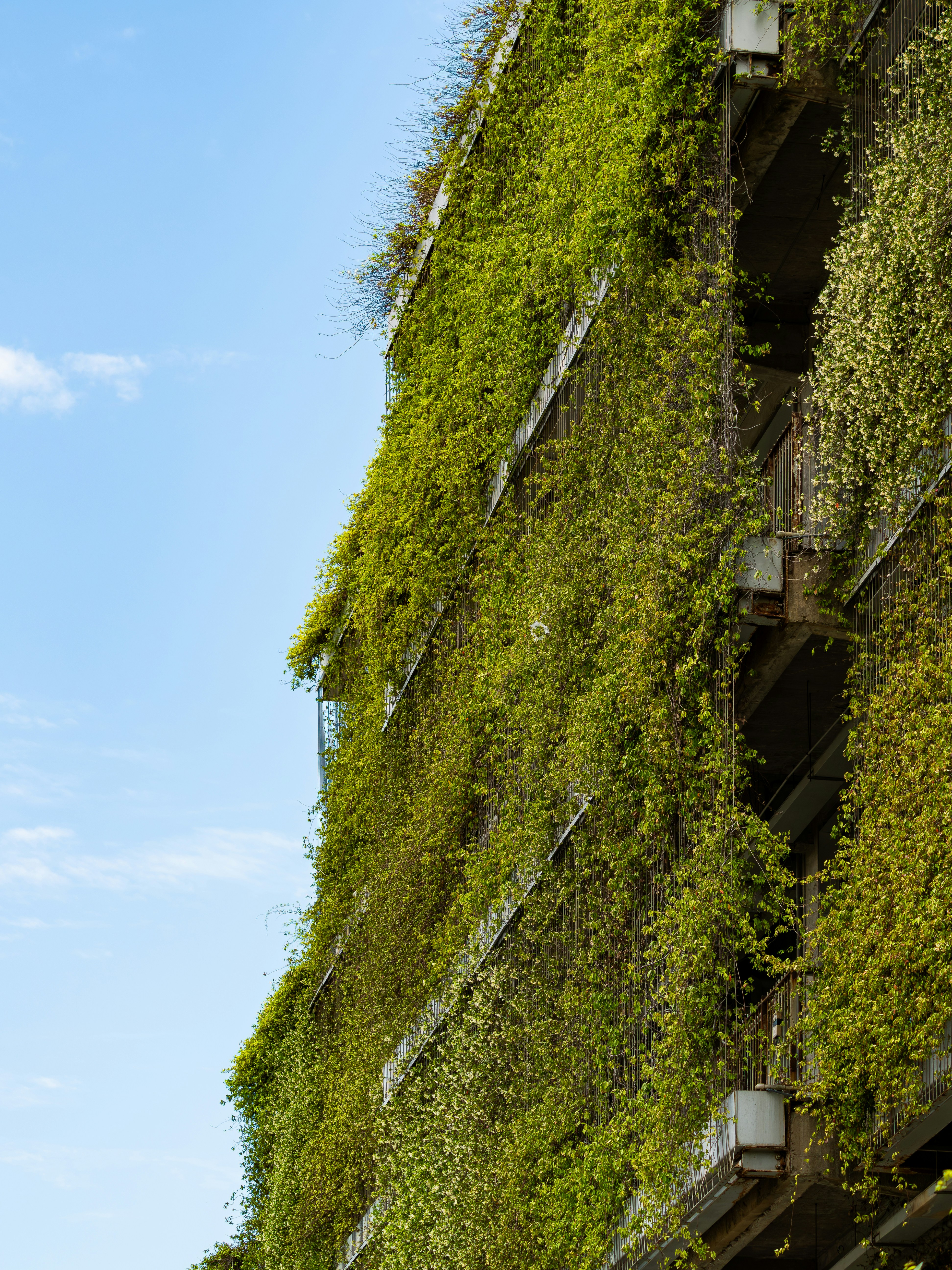Vertical Jungle on a Concrete Edifice