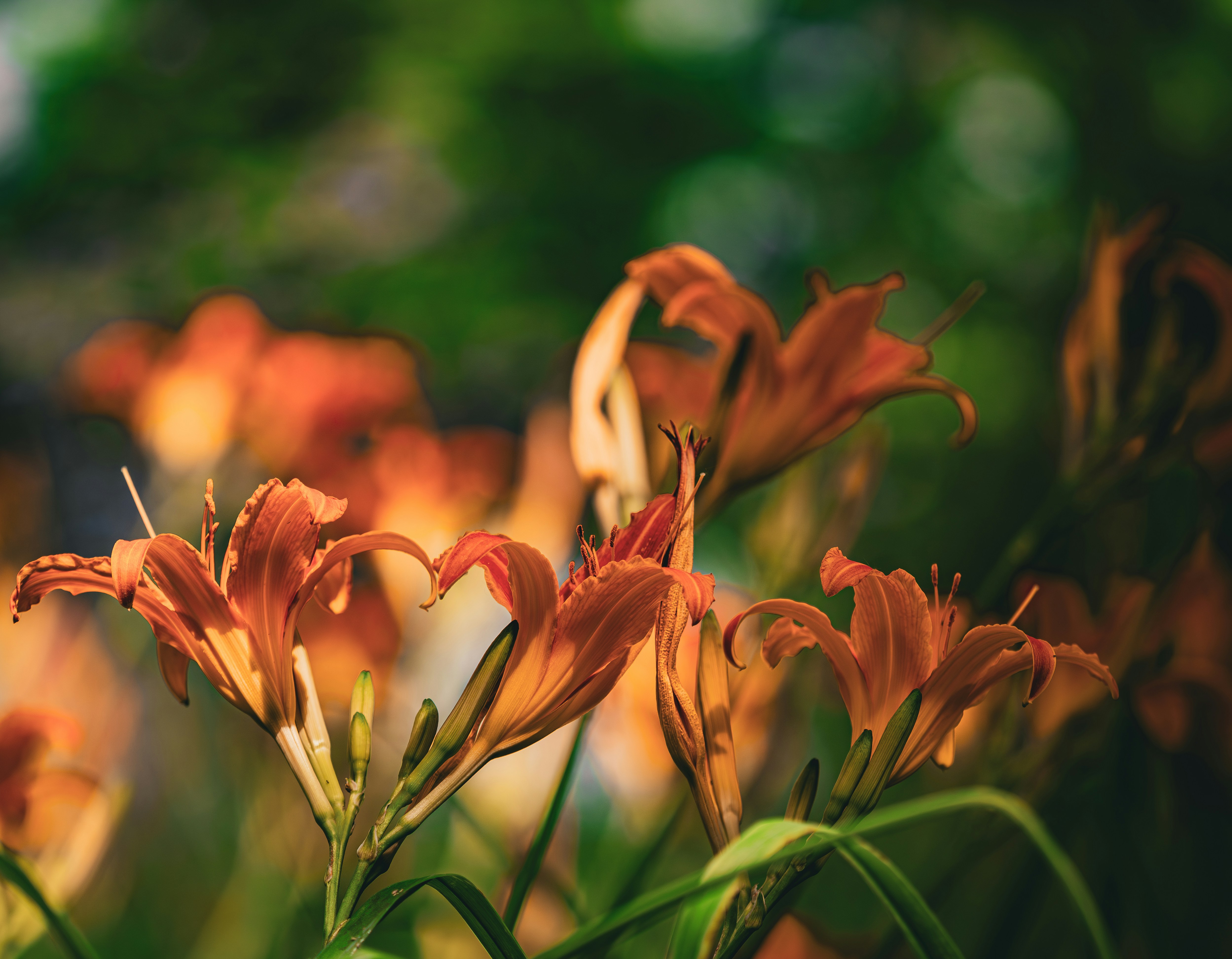 Vibrant orange daylilies blooming in warm sunlight.