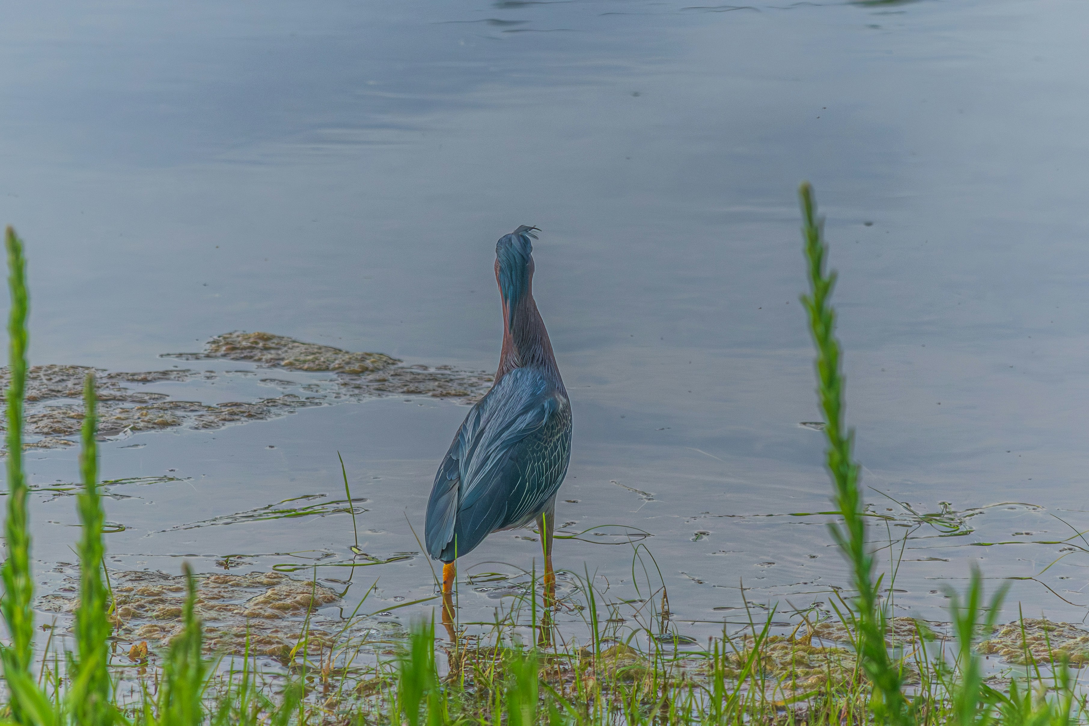 Silent Stance: A Heron Amid Mudflats and Reflections