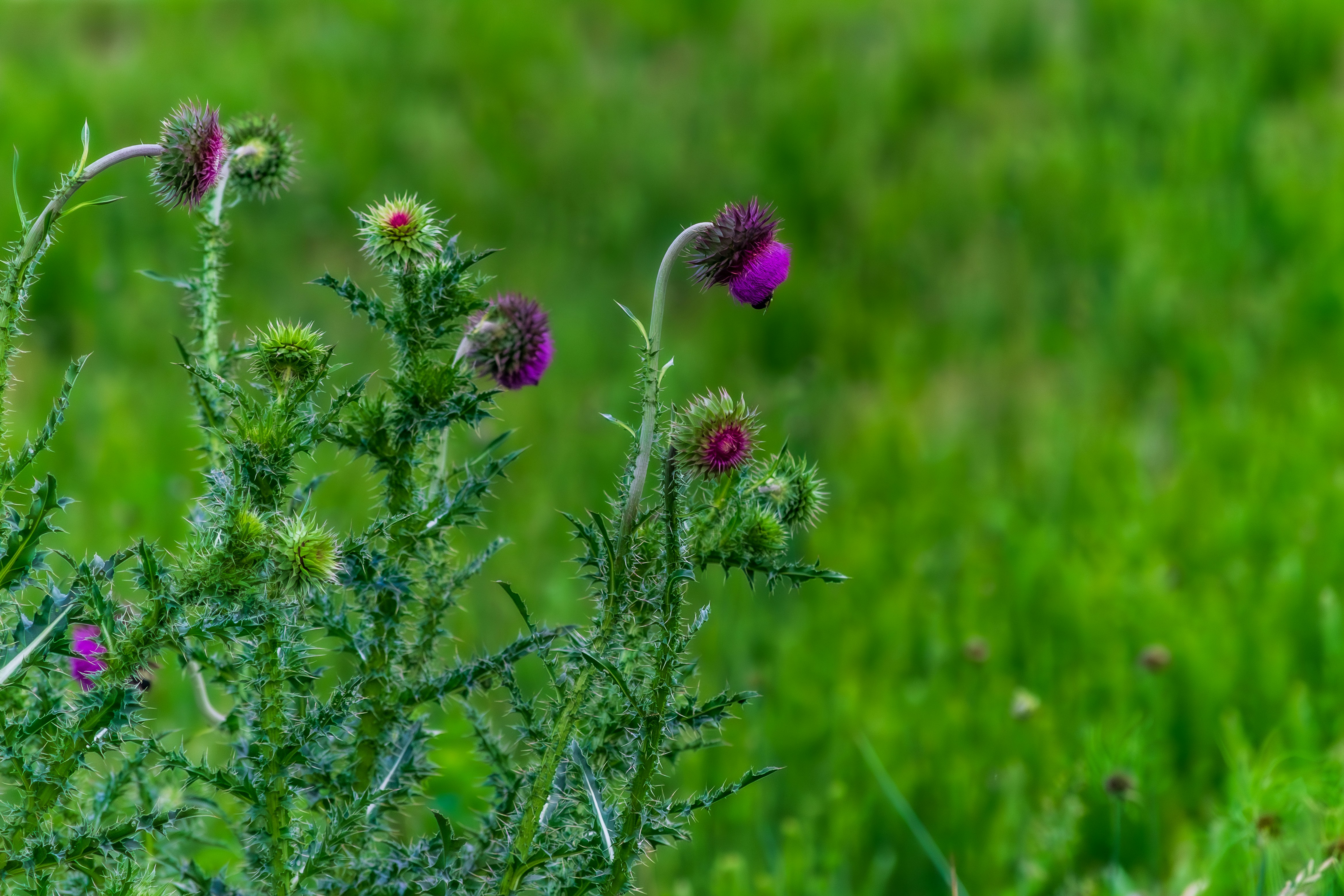 Thistle Spotlight: A Cluster of Purple Bloomers Standing Against Fresh Green