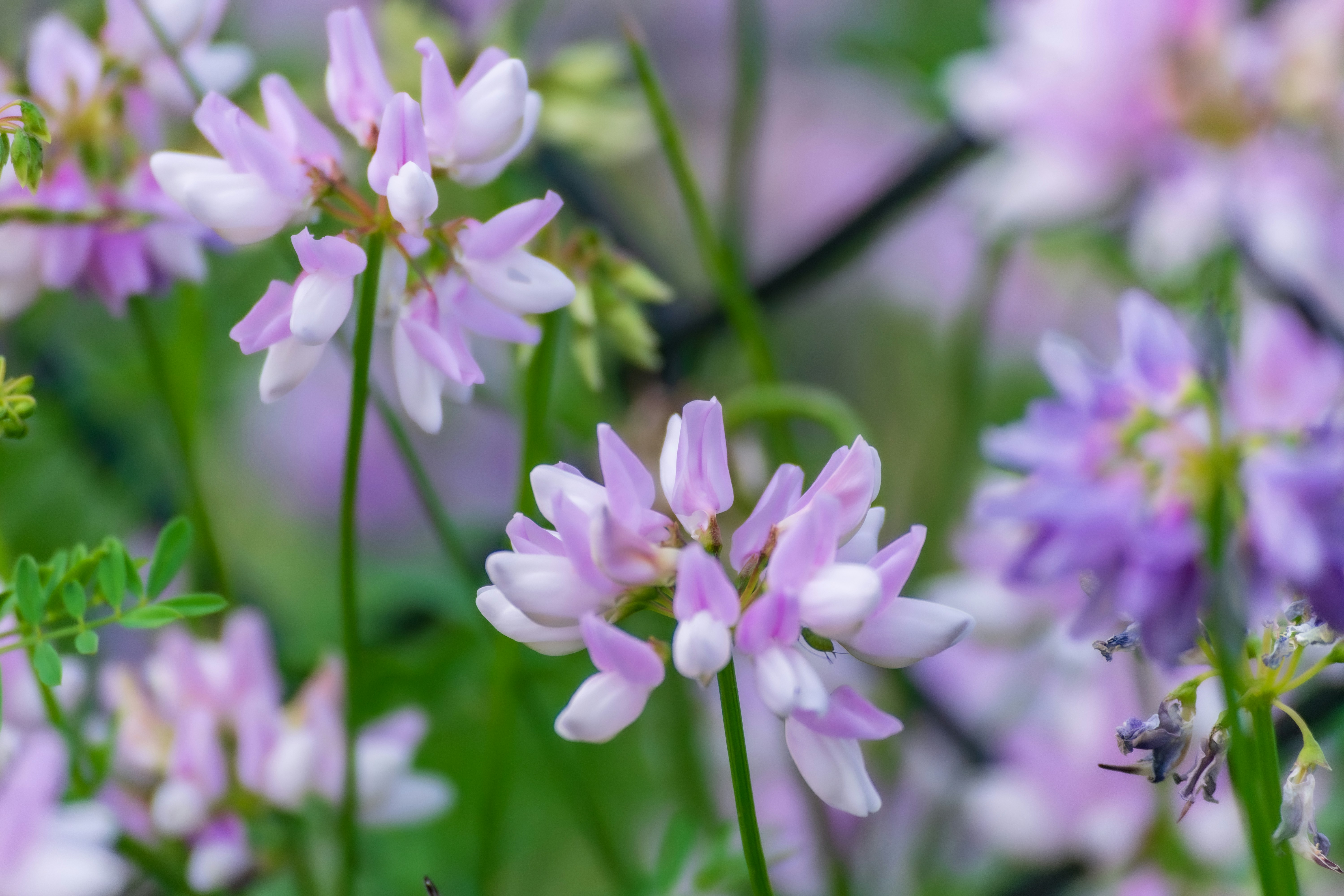 Petal Choir: Lavender-Pink Blooms in Soft Focus