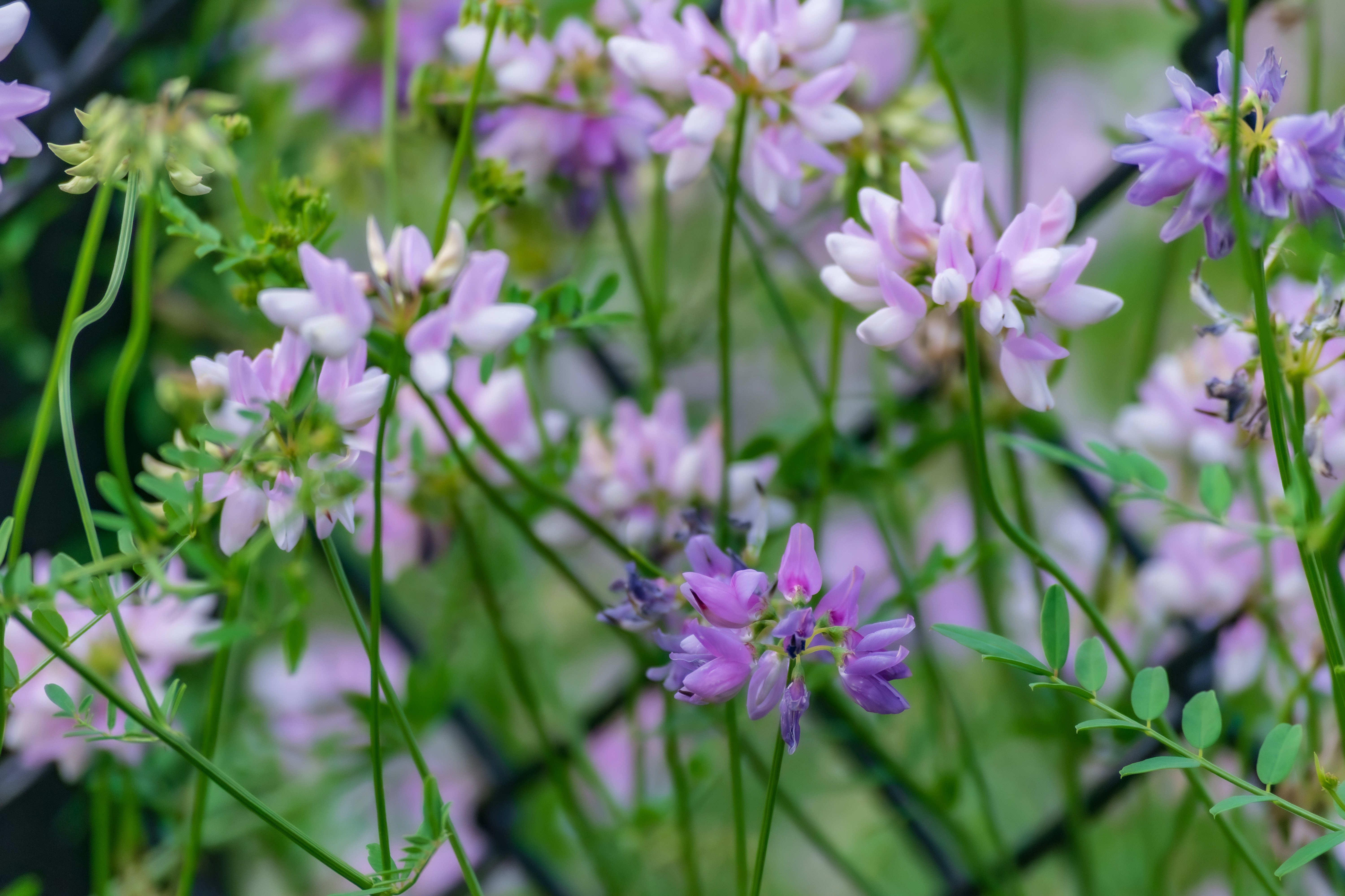 Purple Wildflowers Weaving Through Green Stems
