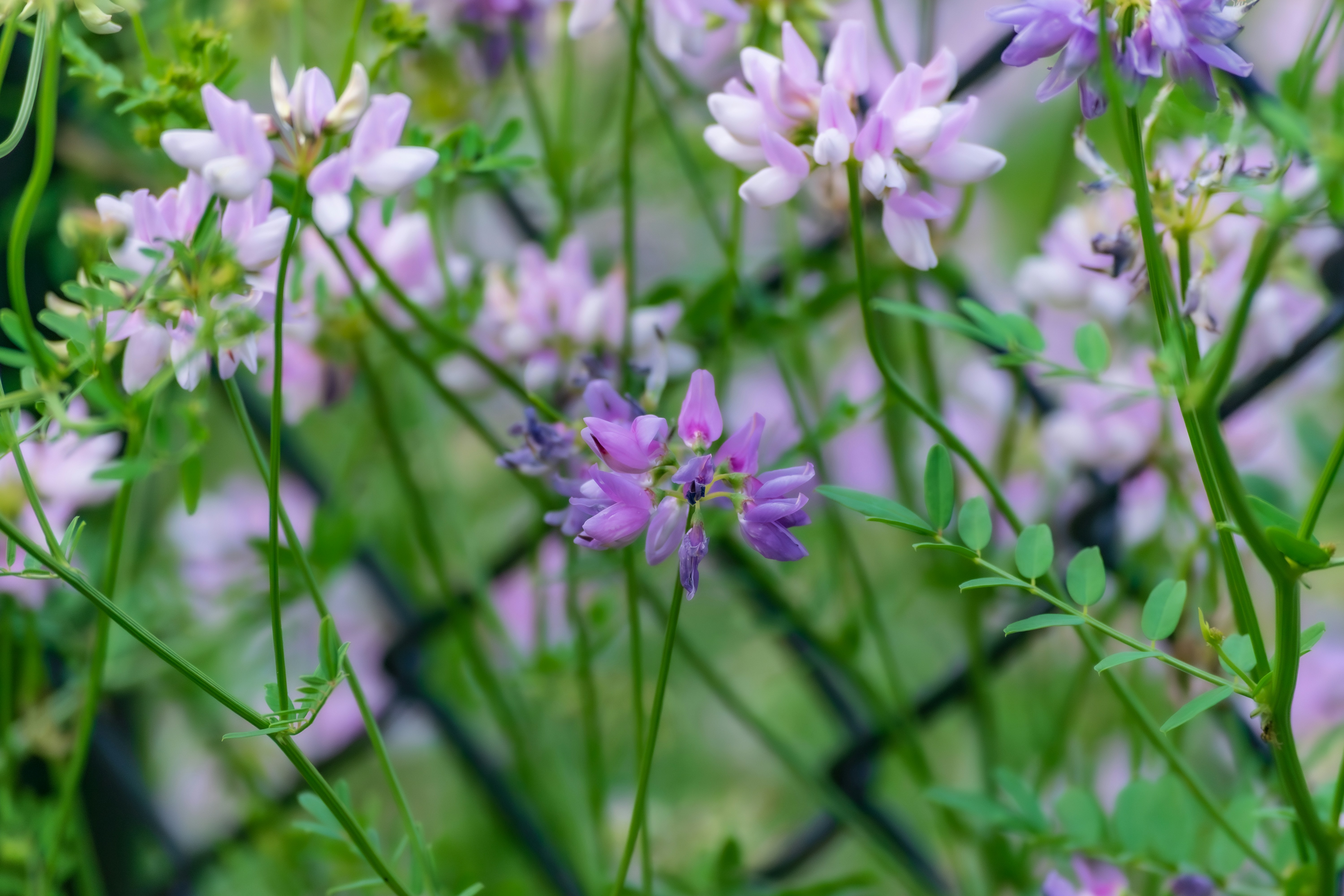 Delicate Purple Blooms Weaving Through Green Lattice