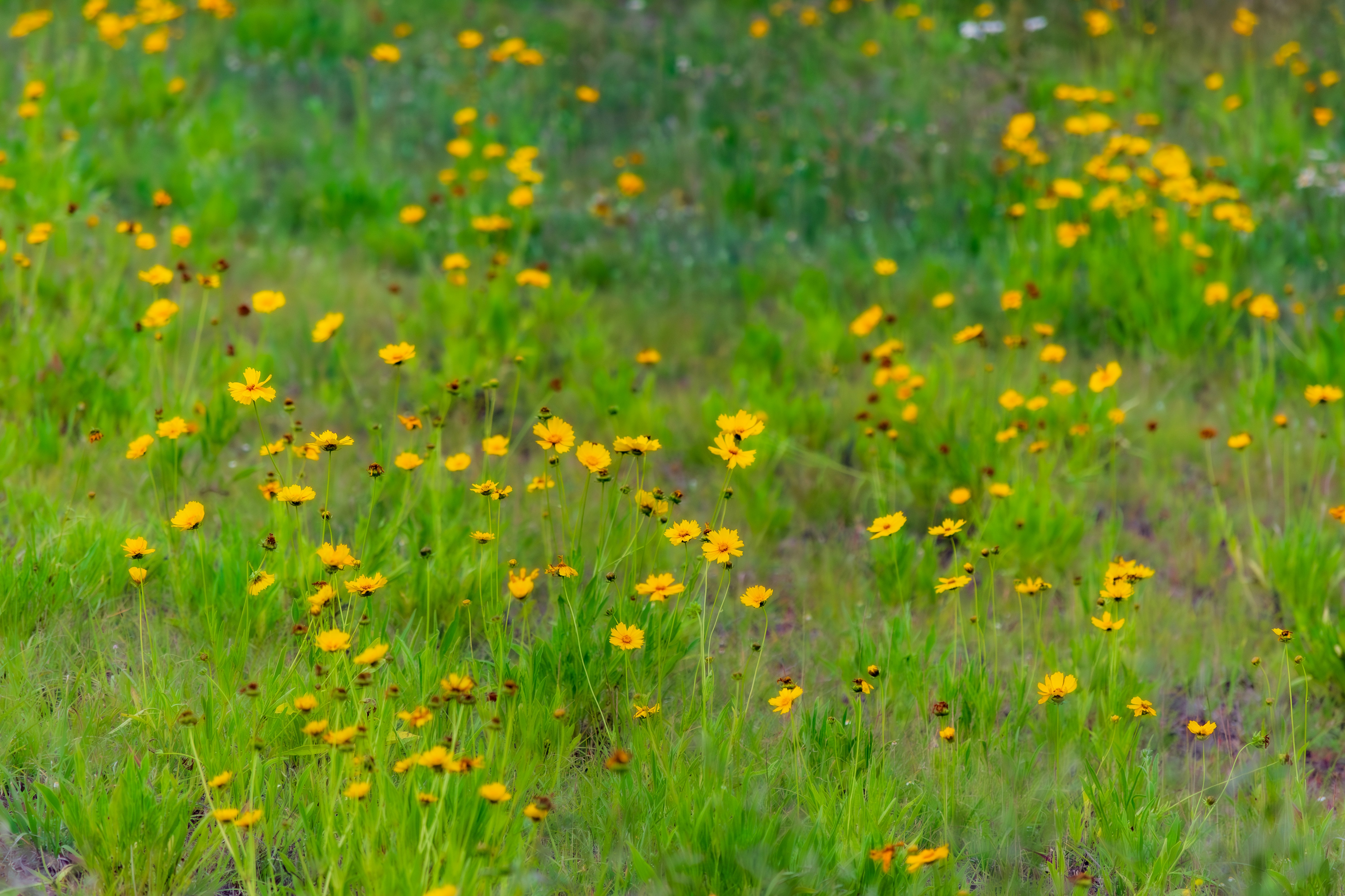 Golden Darts in a Meadow: A Sunlit Field of Daffodils and Grass