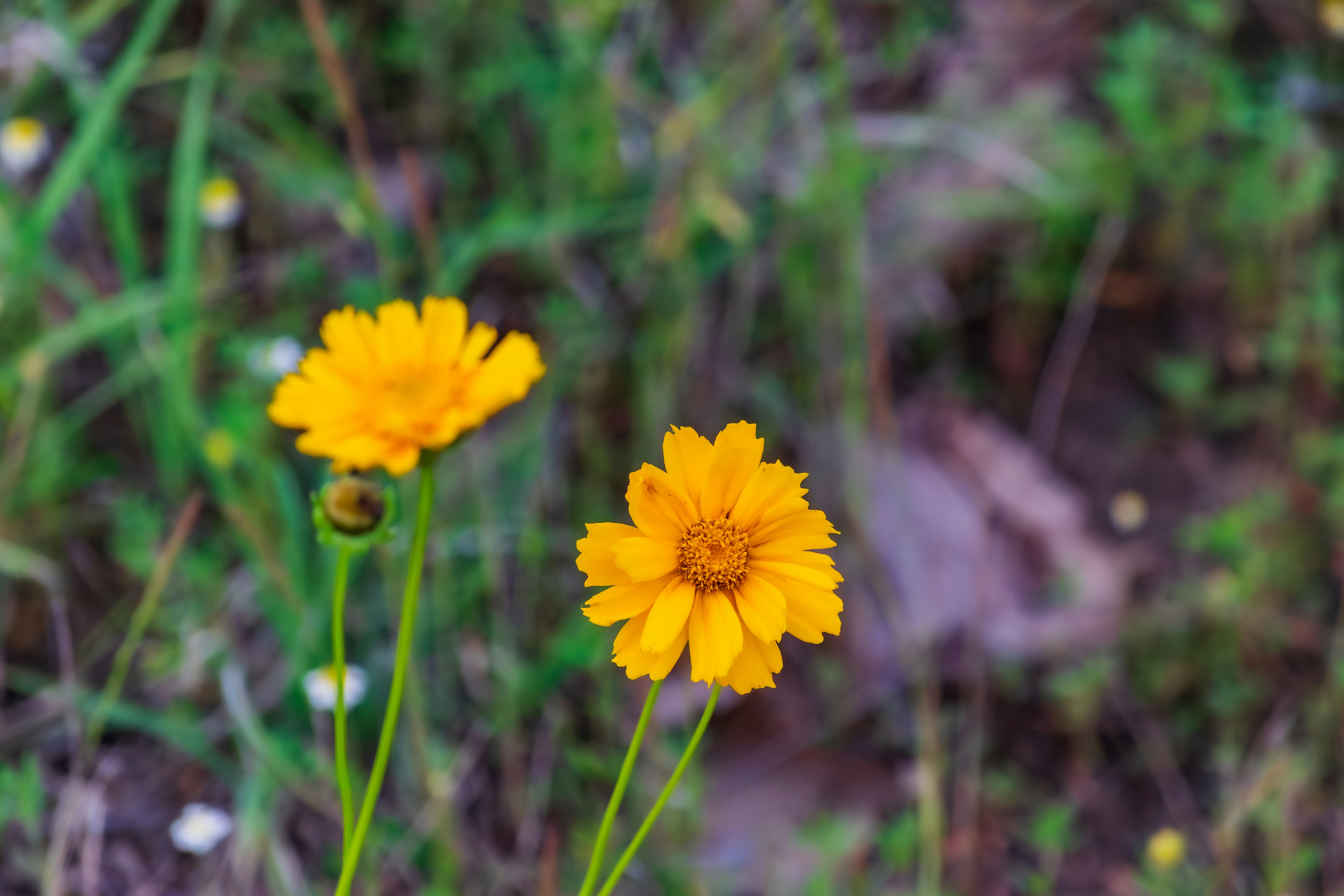 Two Golden Blooms in Focused Glow