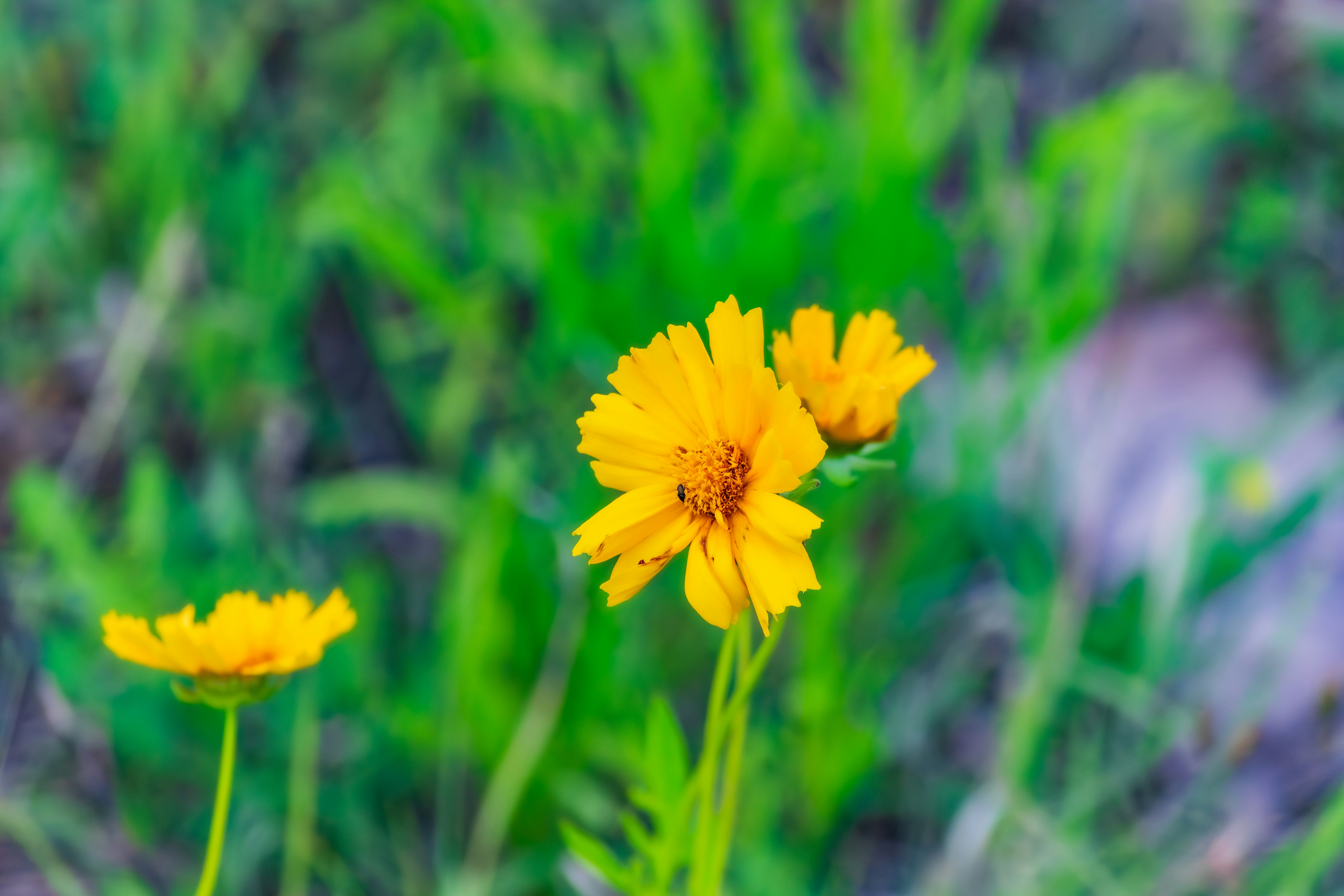 Sunlit Meadow Bloom: Central Yellow Flower in Focus