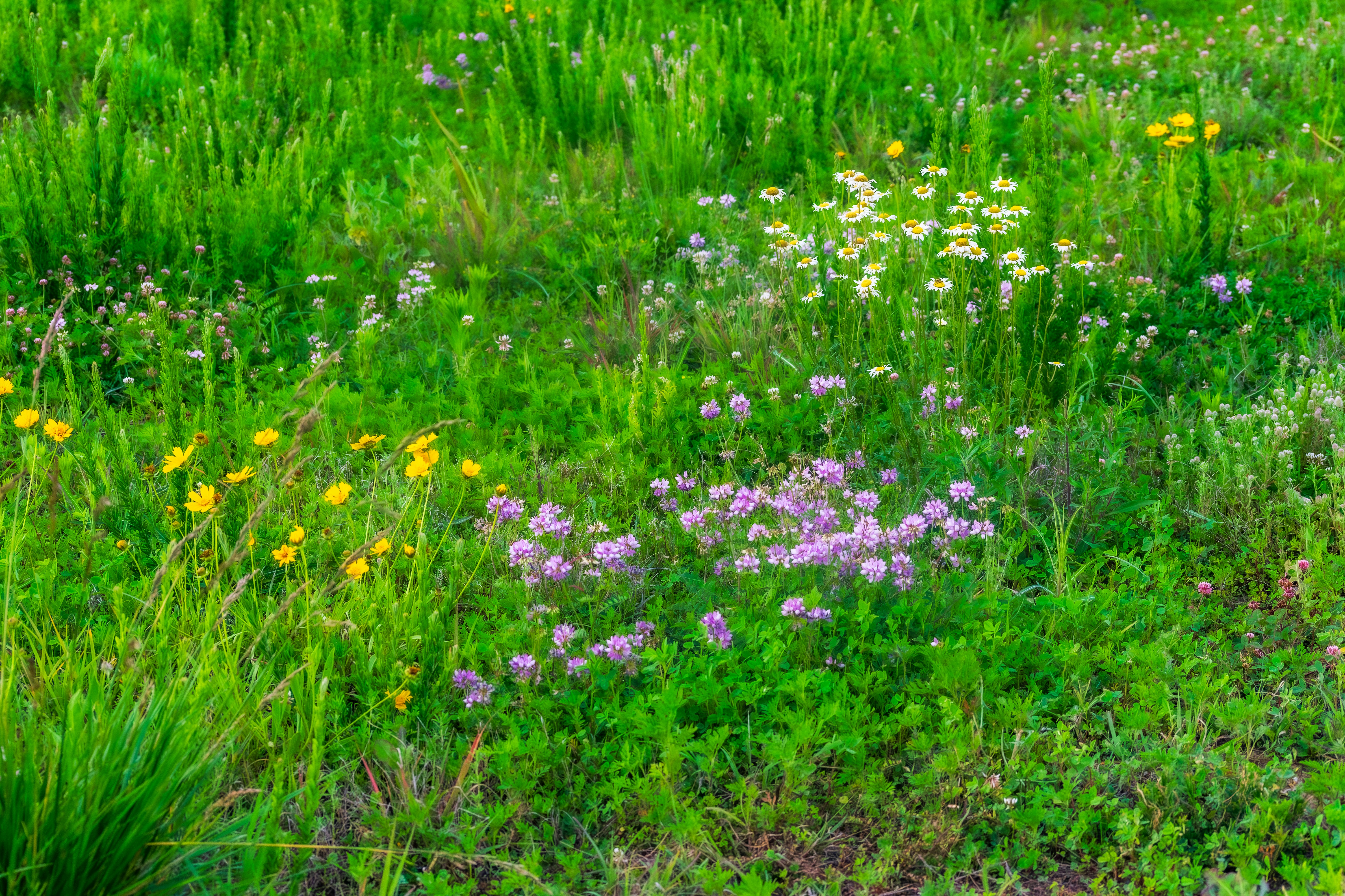 Field Mosaic of Wildflowers in Sunlit Grass