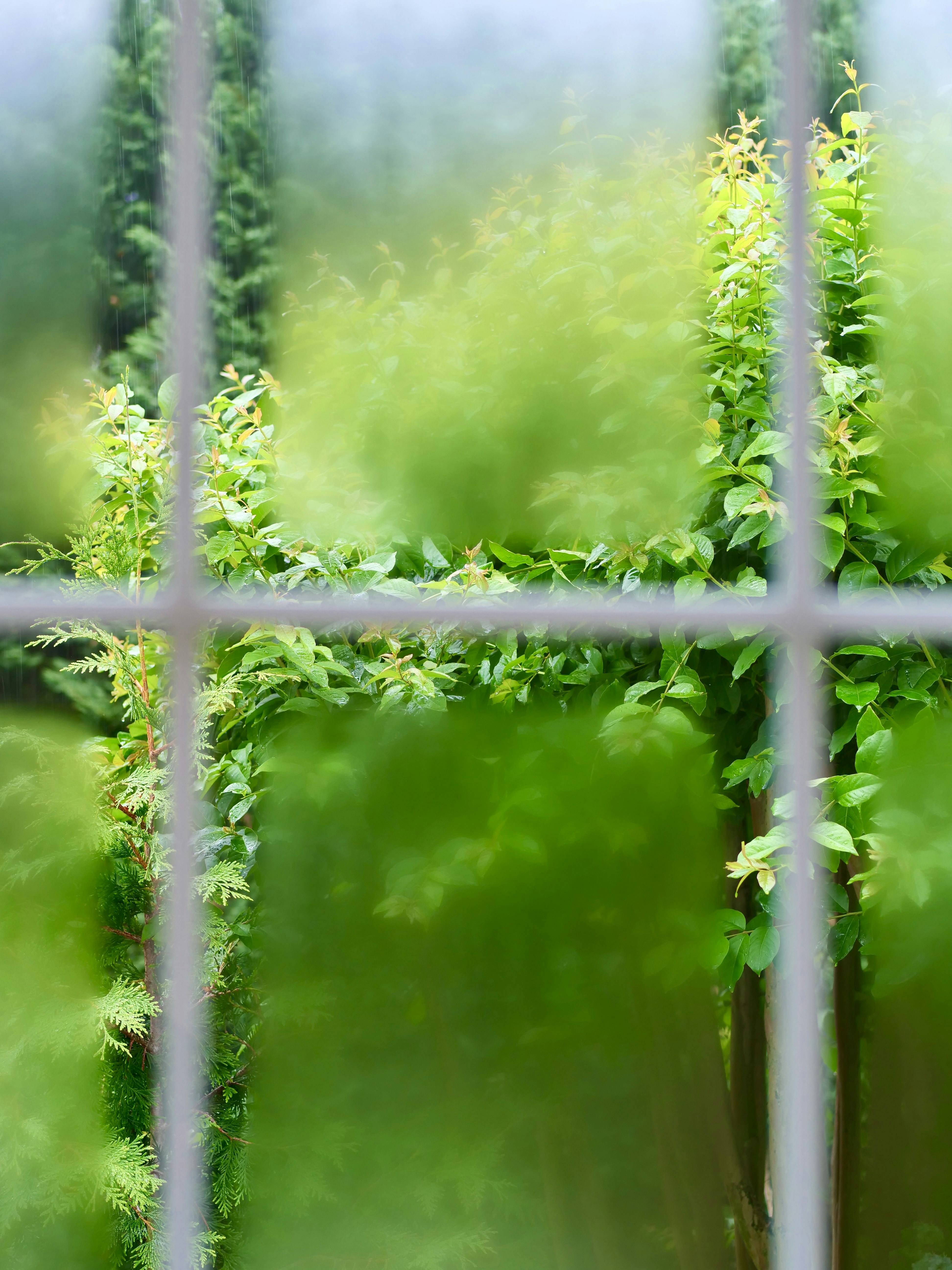 Greenery Through the Grid: Climbing Vines Framed by Fence Bars