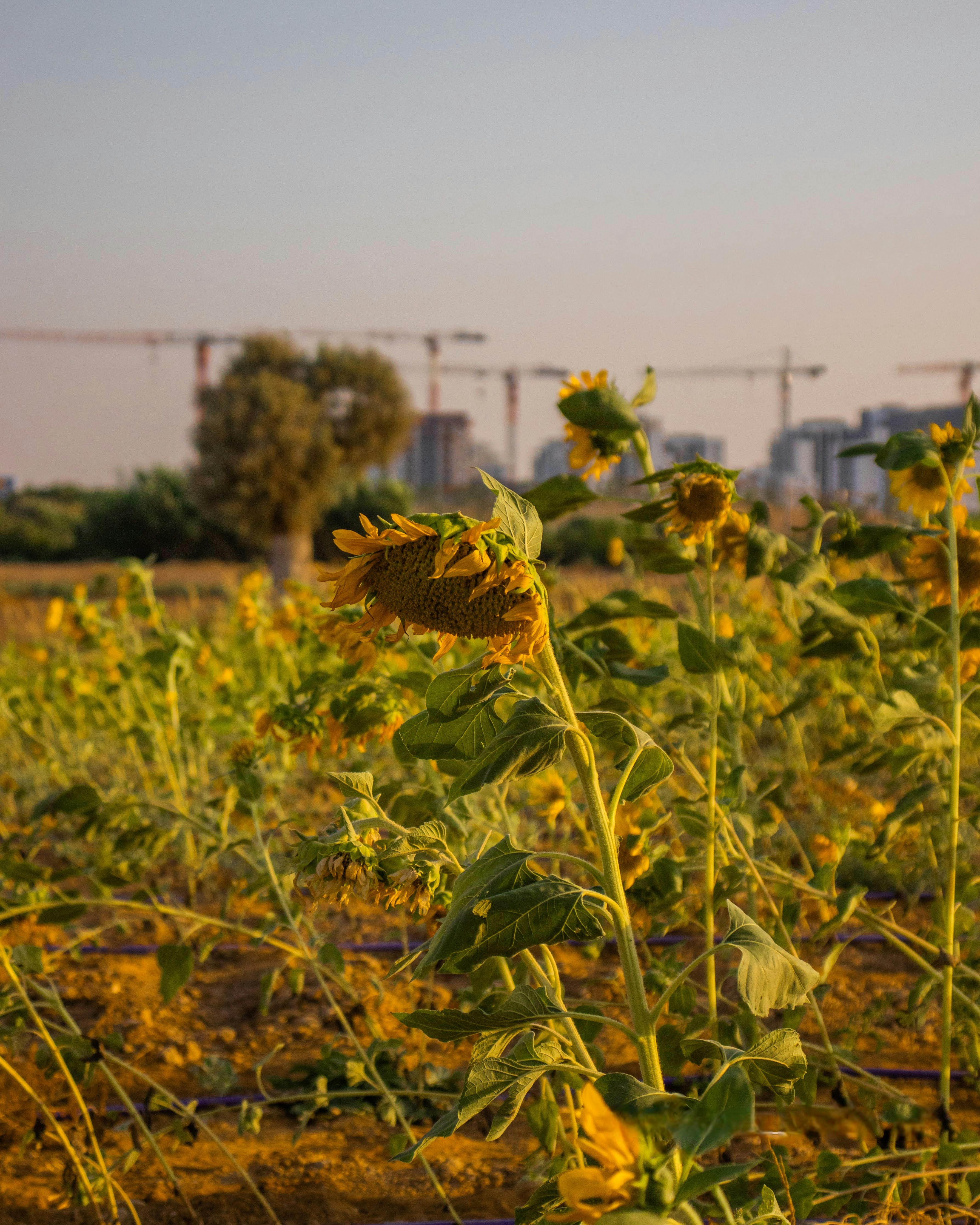Sunlit Field of Withered Sunflowers Embracing Distant Urban Cranes