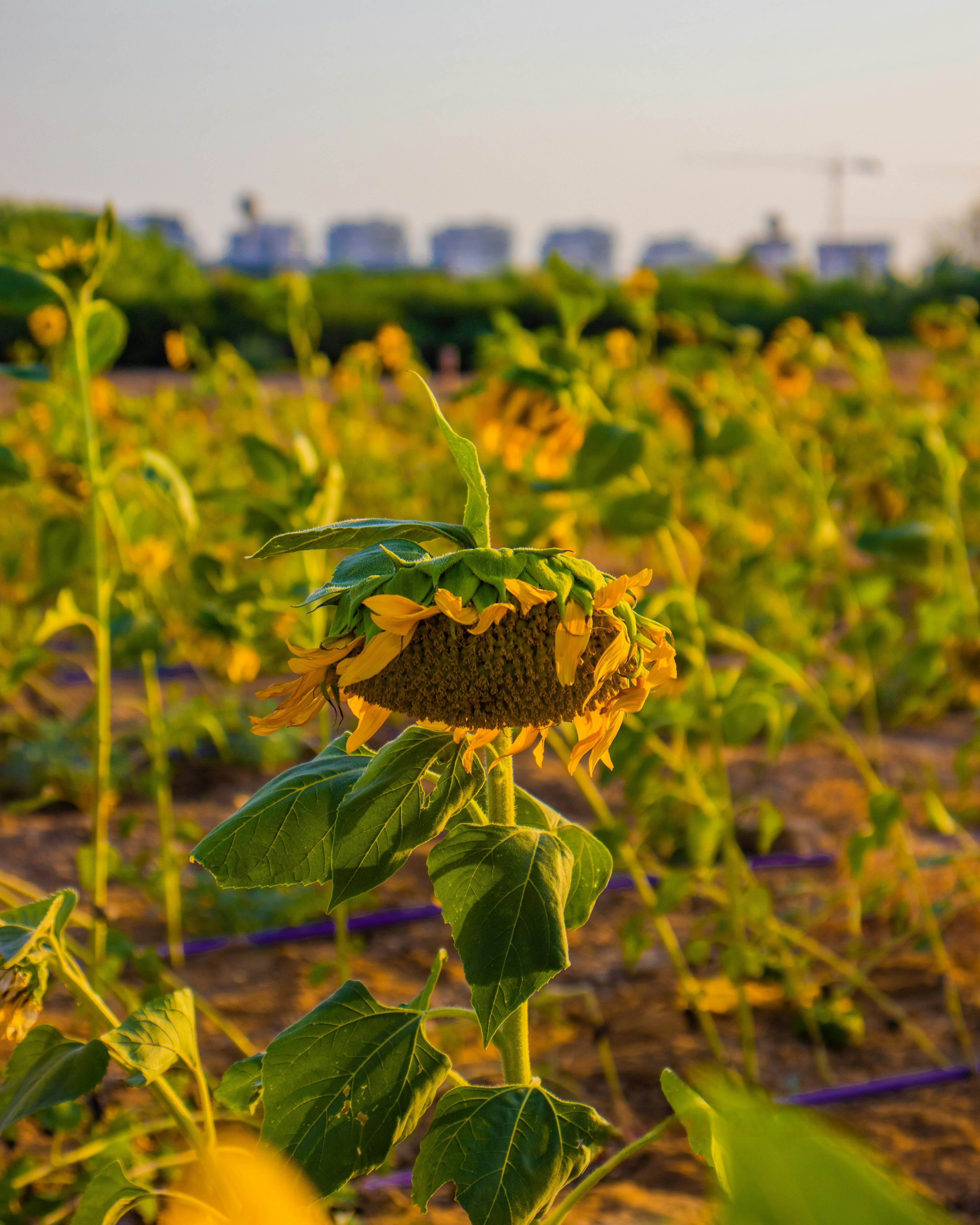 Withered Sunflower Reaches Toward a Distant Horizon