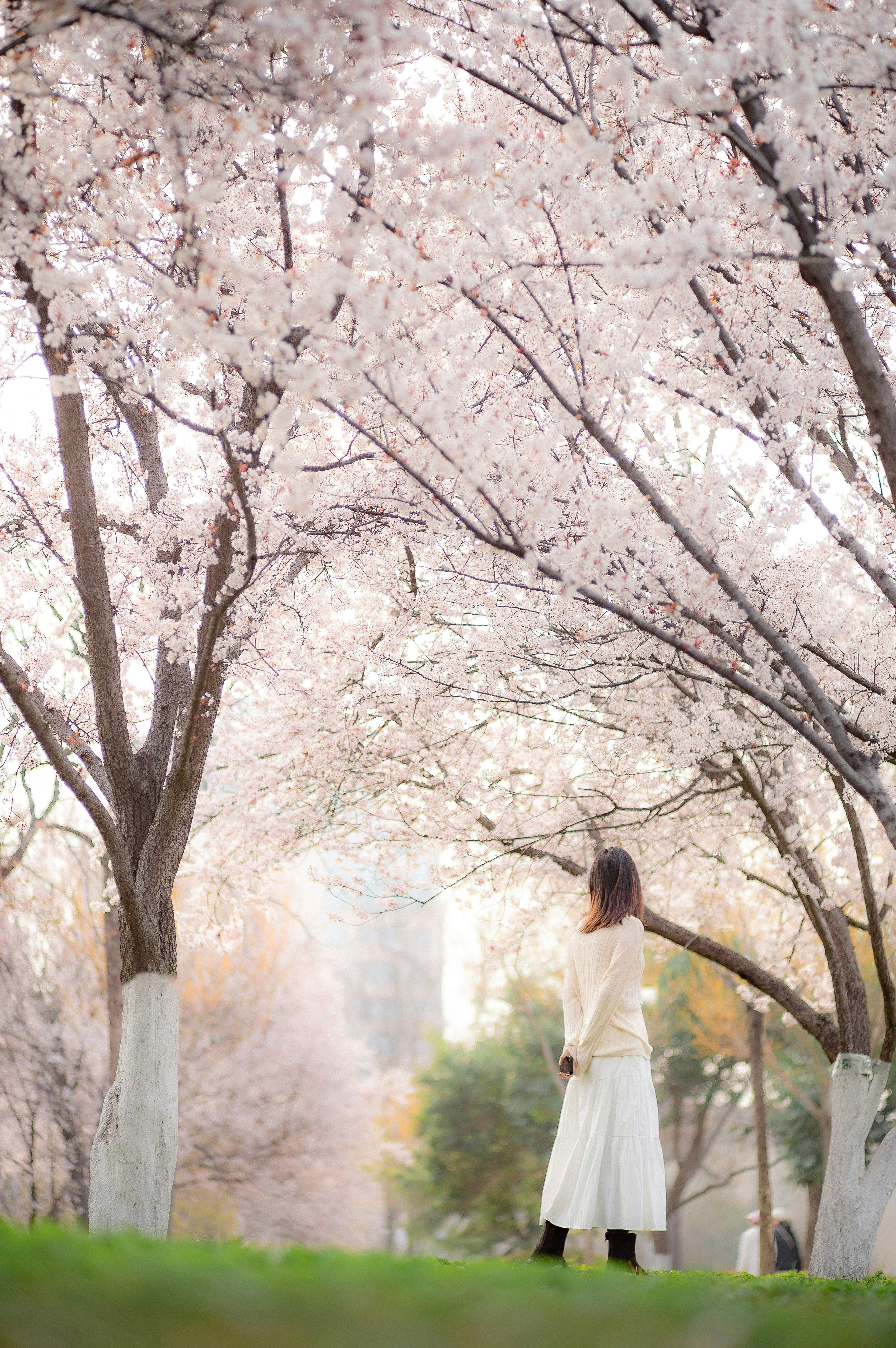 Whispering Blossoms: A Quiet Moment Under Sakura Arches