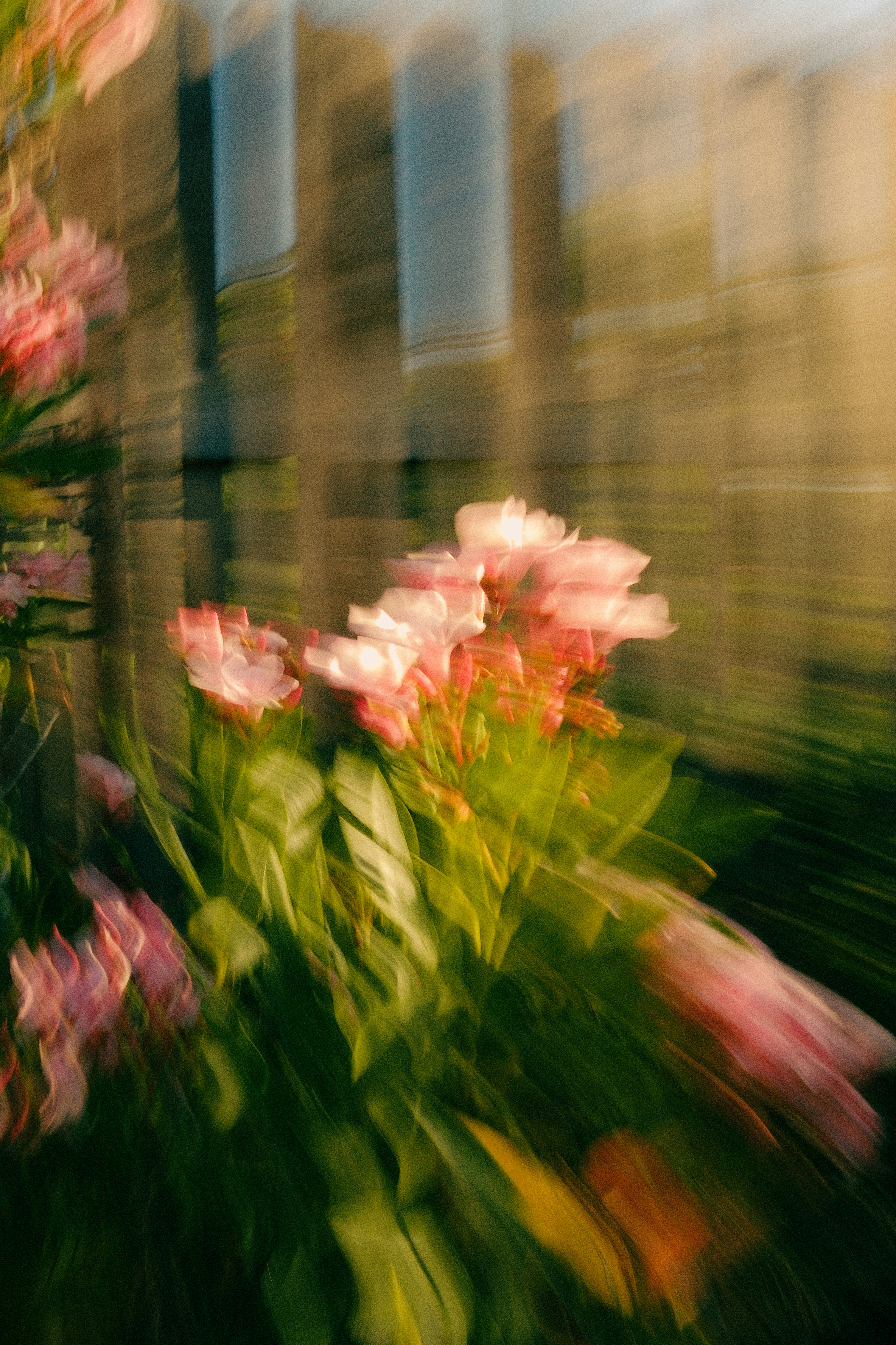 Blossoms in Motion: a Blur of Color and Light