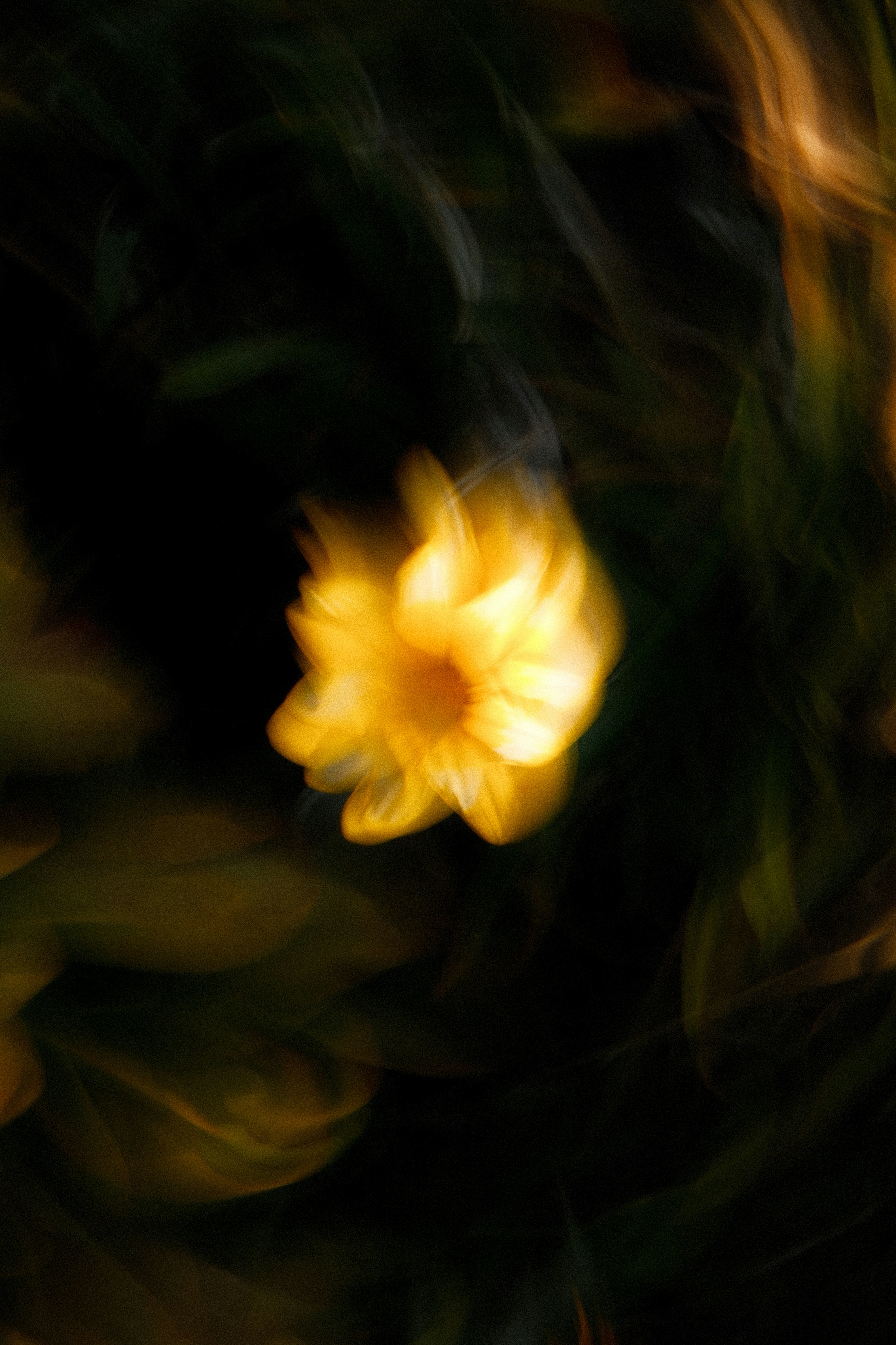 Golden Bloom in Motion: An Abstract Night-Flower Blur