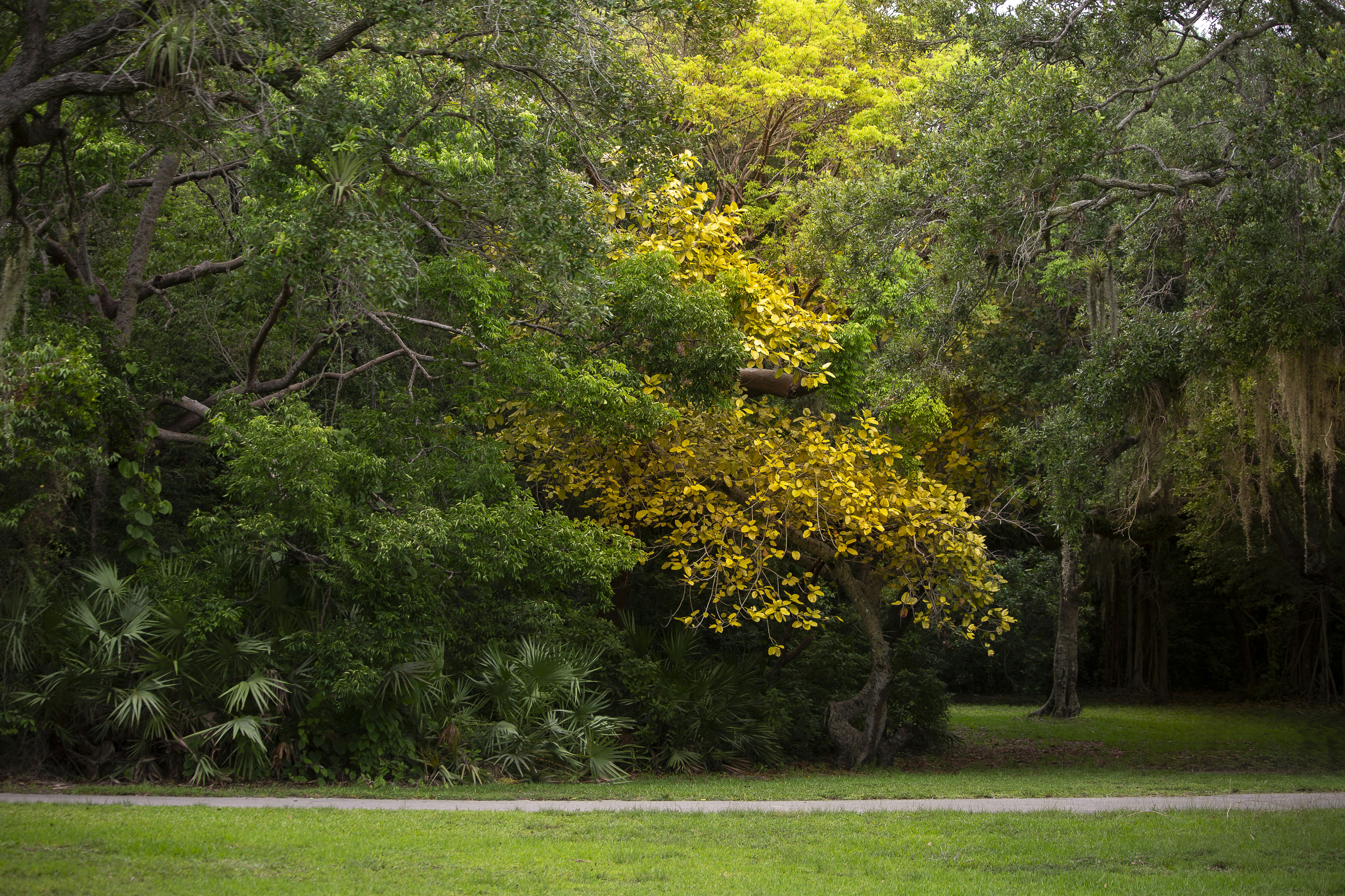 Gold-Leafed Center Pine: A Quiet Pathway Framed by Autumn’s Edge