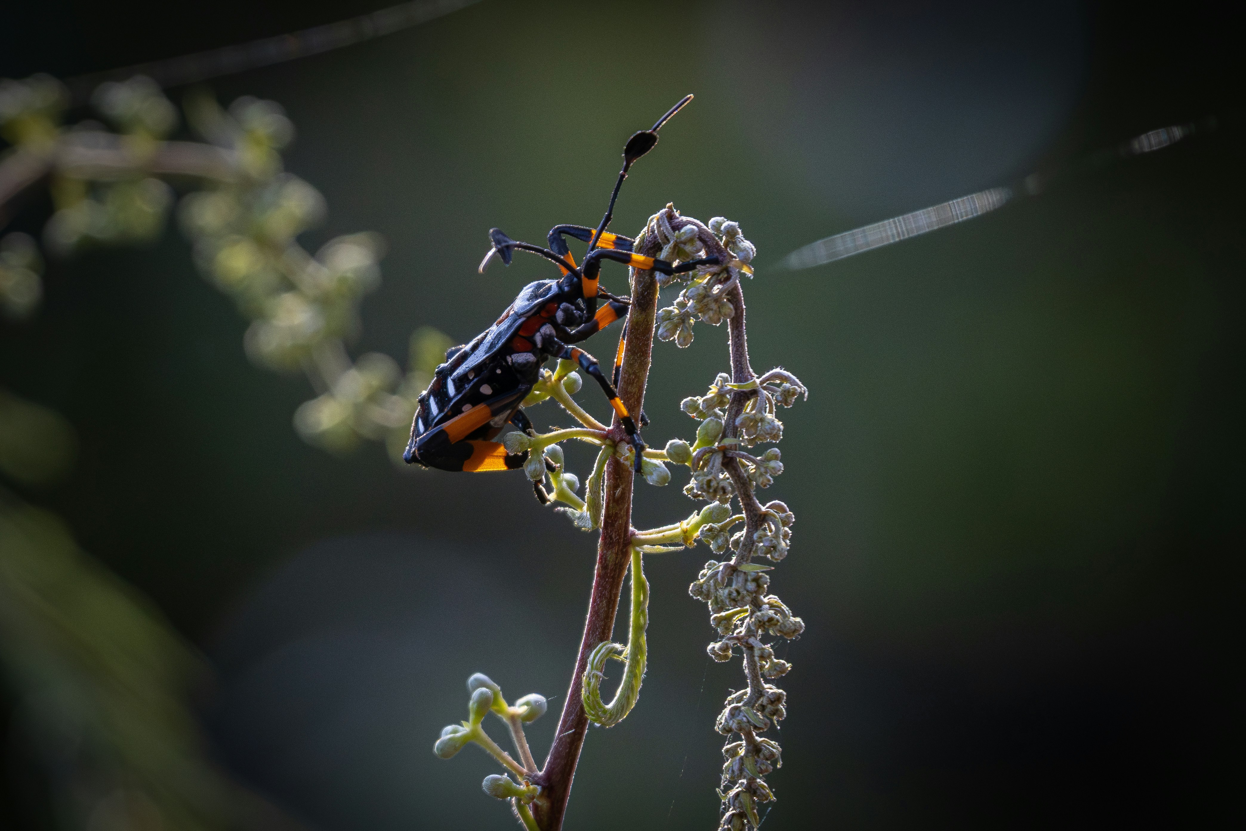 Crimson-Black Beetle Clings to Withered Seed Pod in Soft Backlight