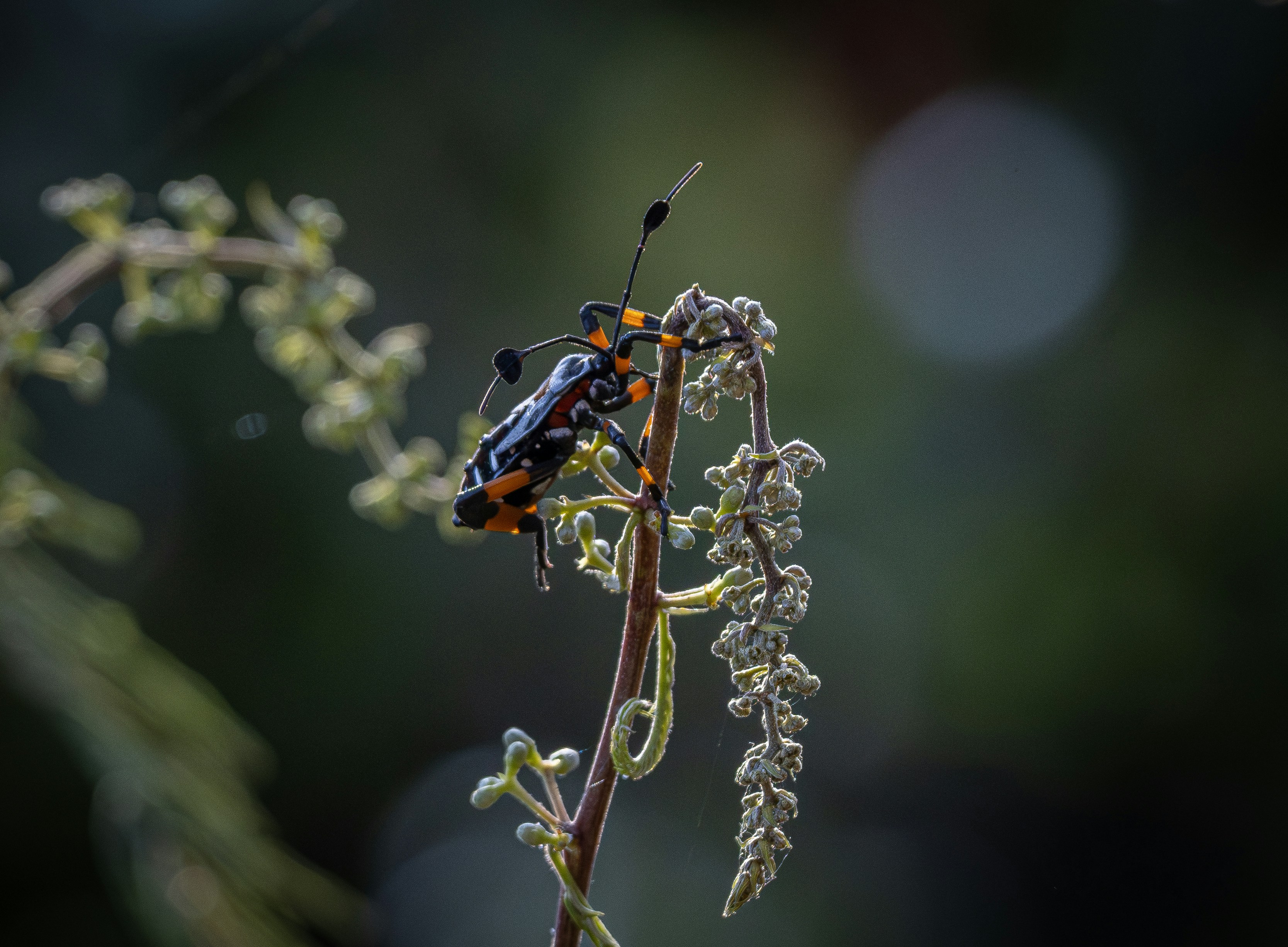 Orange-Black Beetle Climbing a Frosted Stem