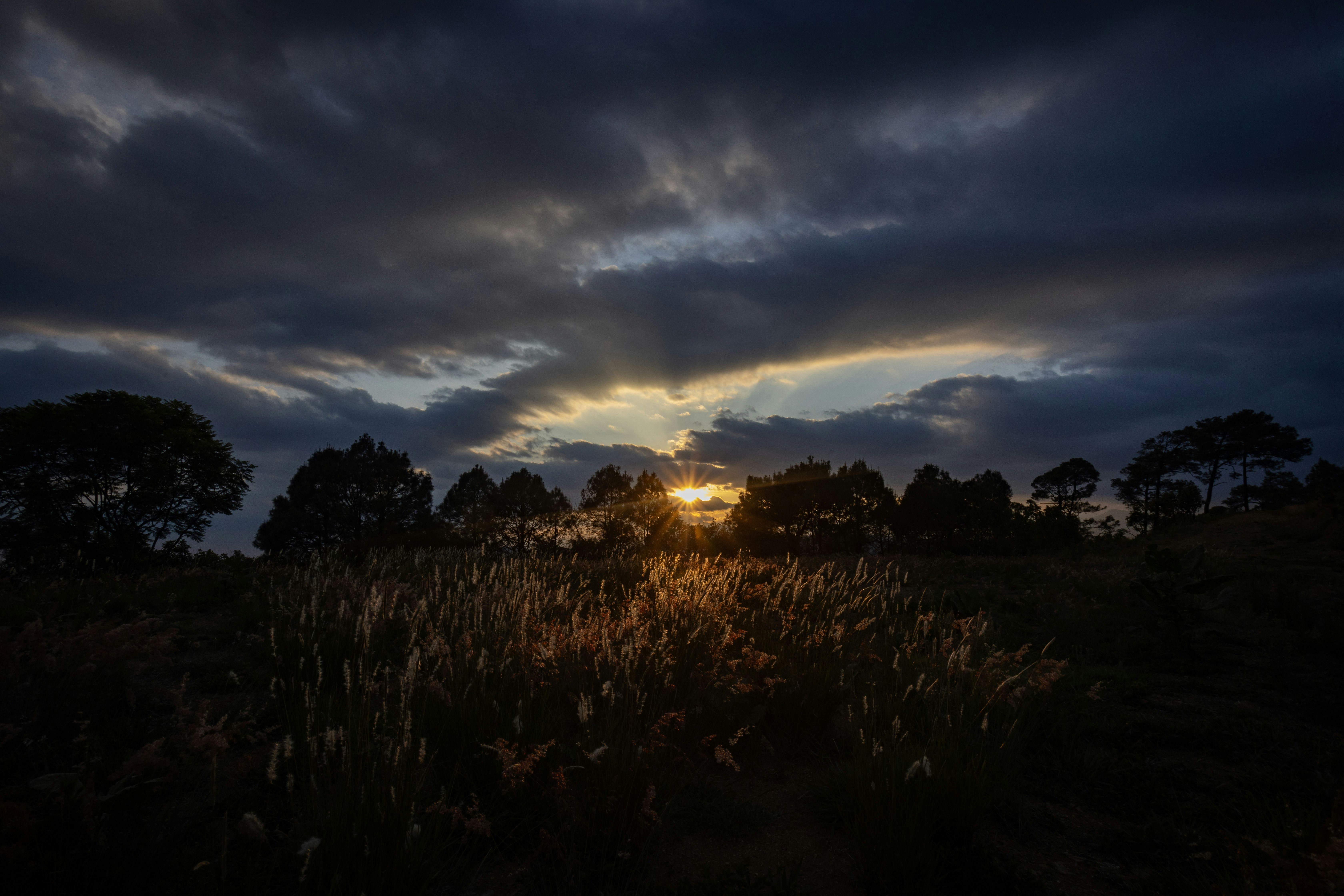 Sunlit Thicket: A Quiet Dusk Basks in Golden-Grey Clouds