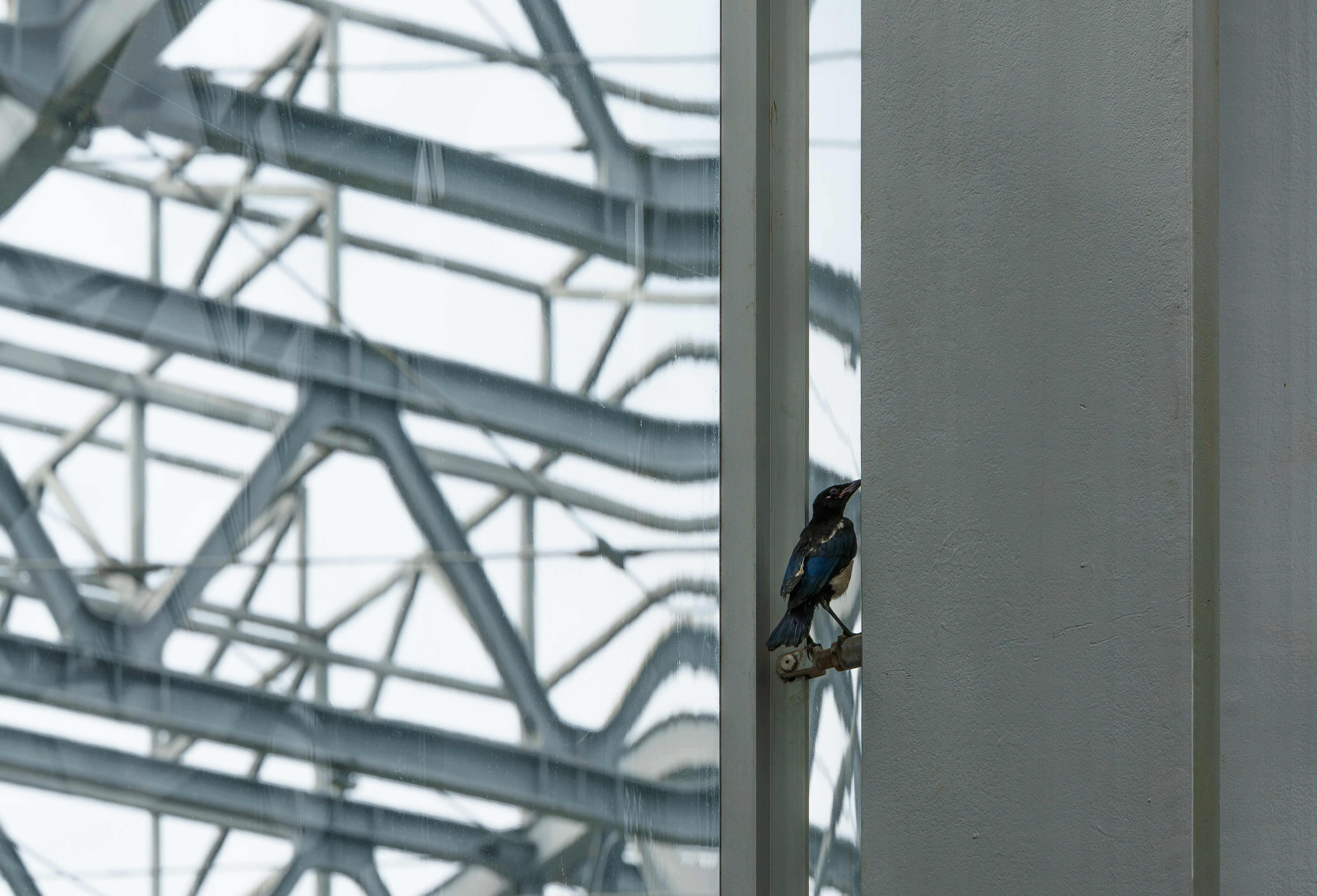 Perched Mallard amid Steel Arches
