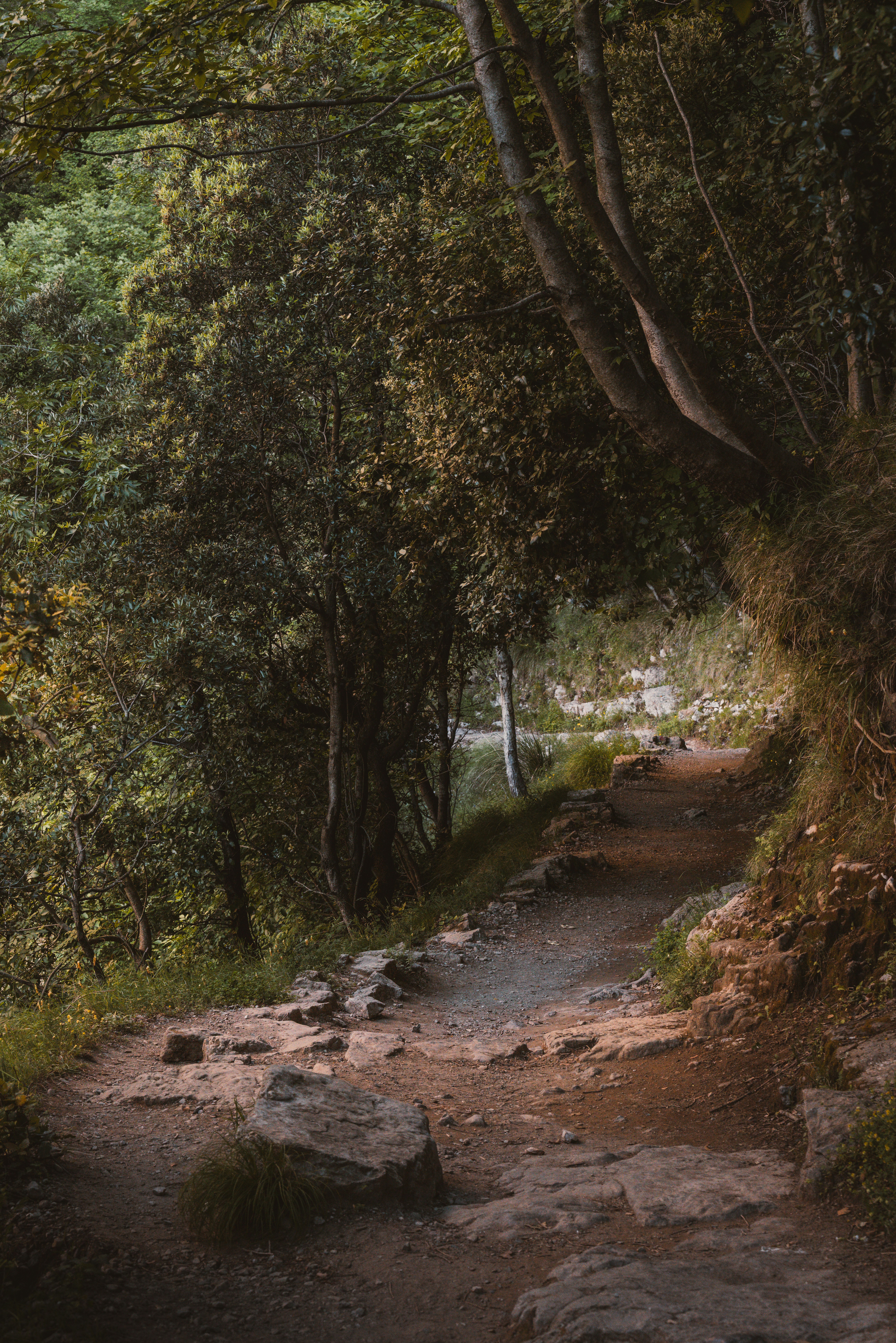 Trail Through Dappled Pines