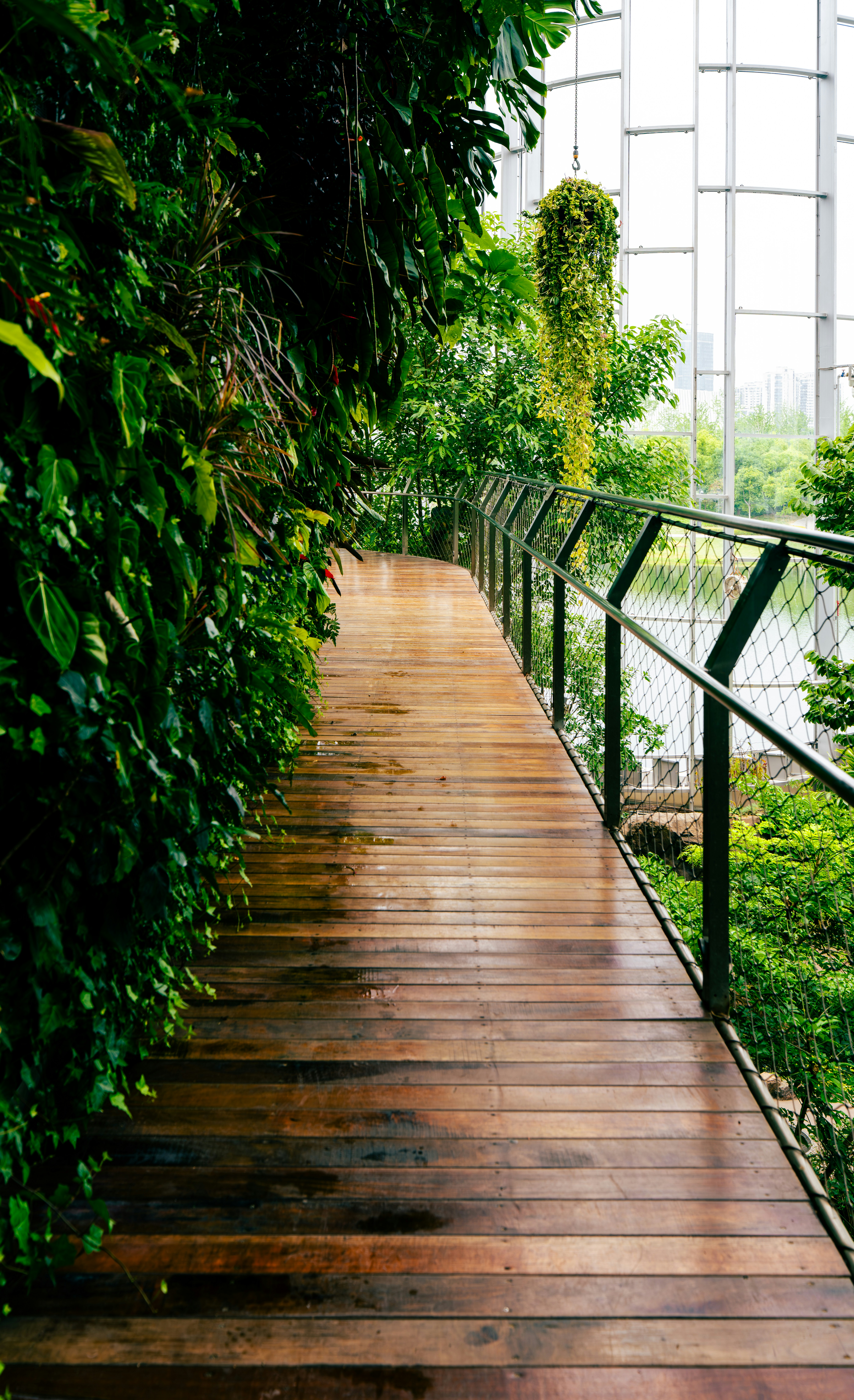 Rain-Slick Boardwalk Amid Verdant Wall