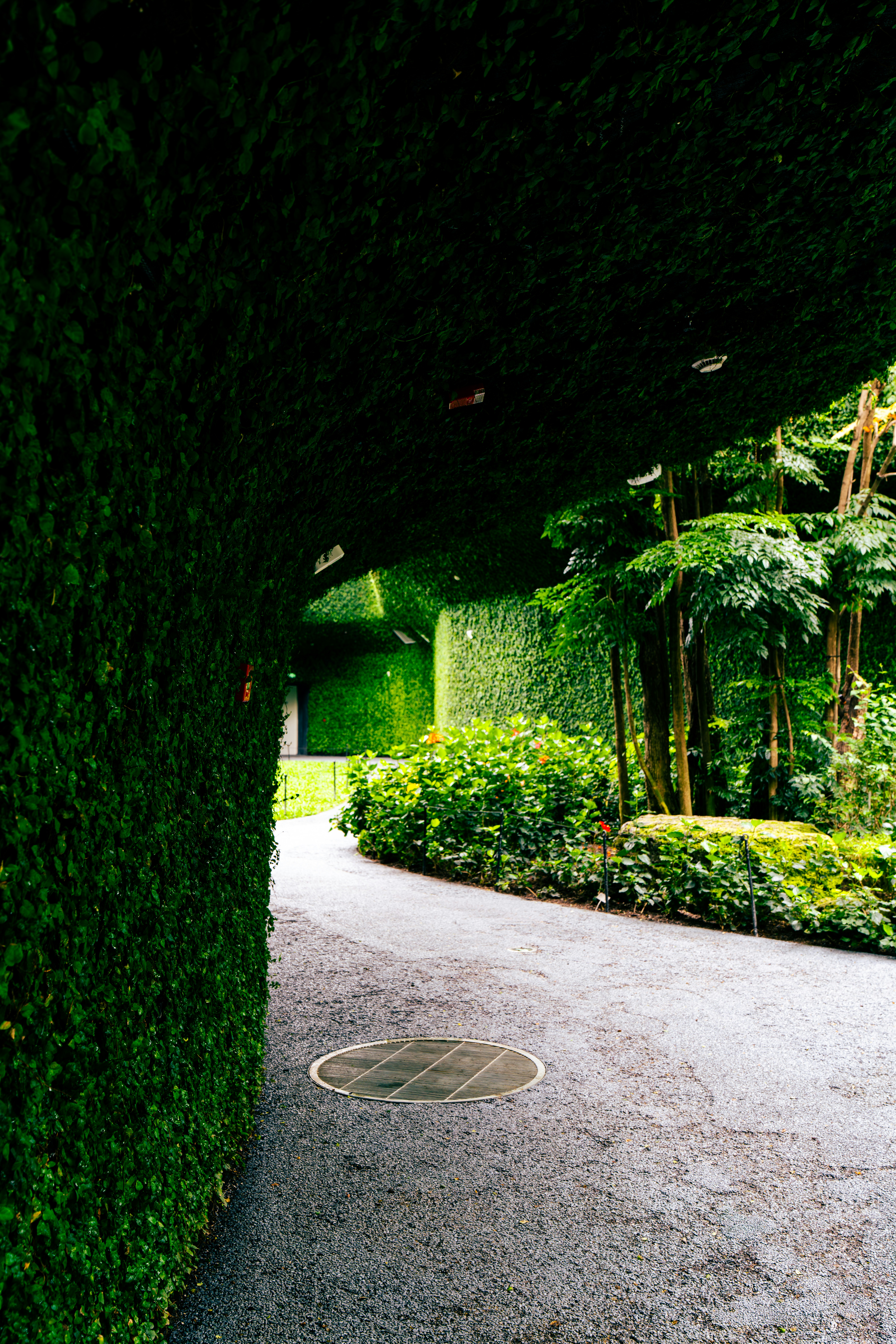 Archway of Green: A Quiet Path Through Pruned Abbey-like Hedges