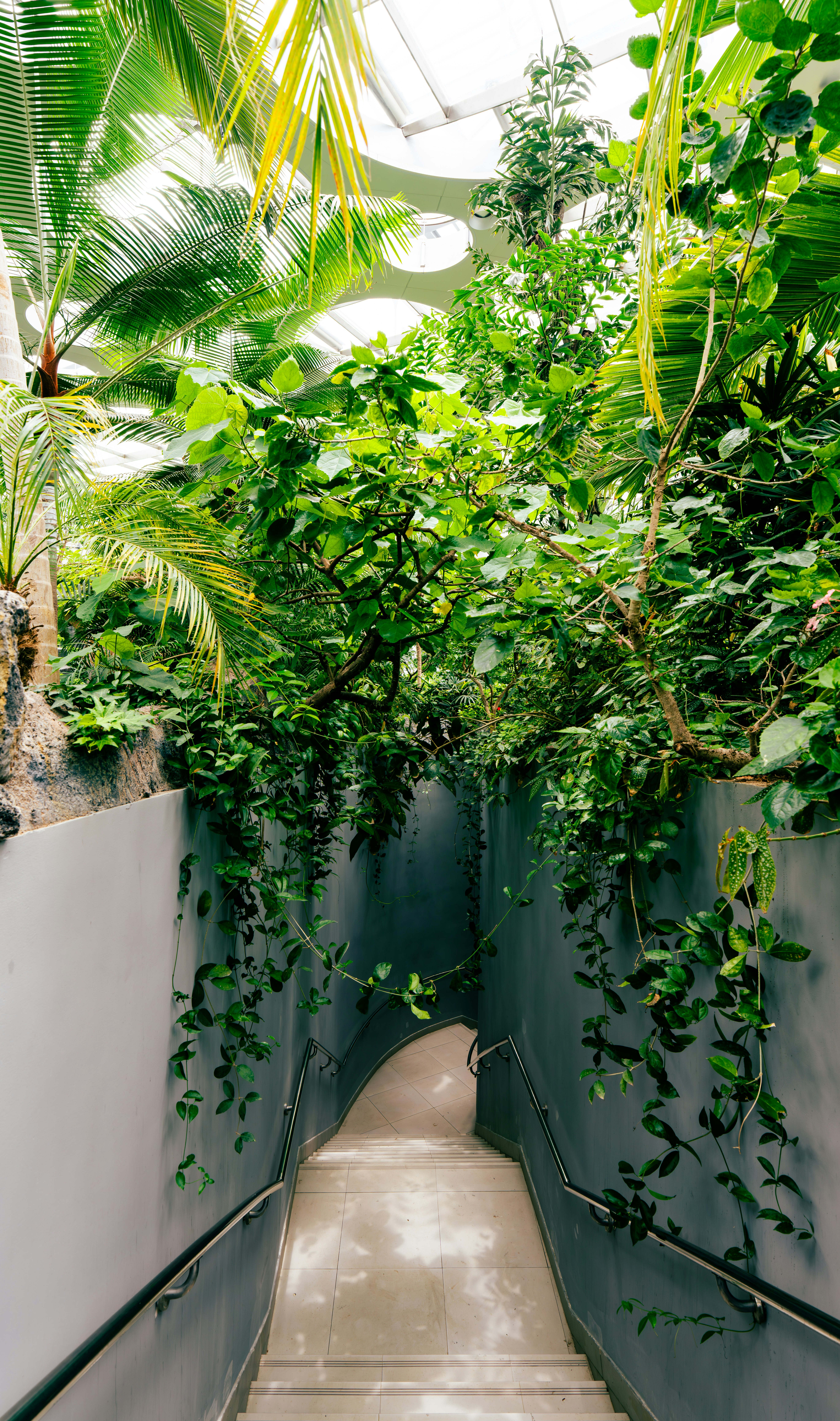 Green Descent: A Lush Corridor Beneath Glass Light