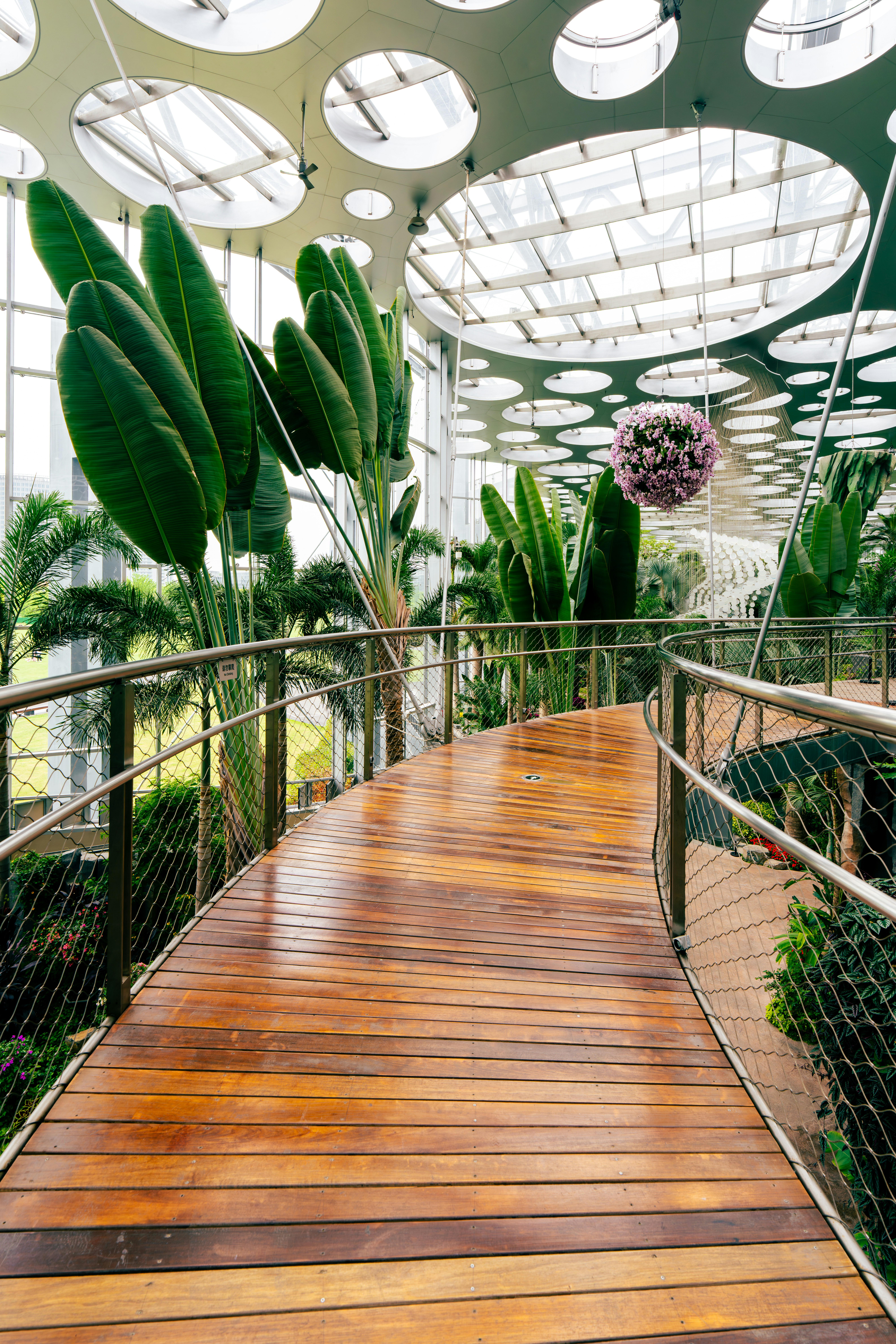 Curved timber walkway through a glass conservatory of tropical plants