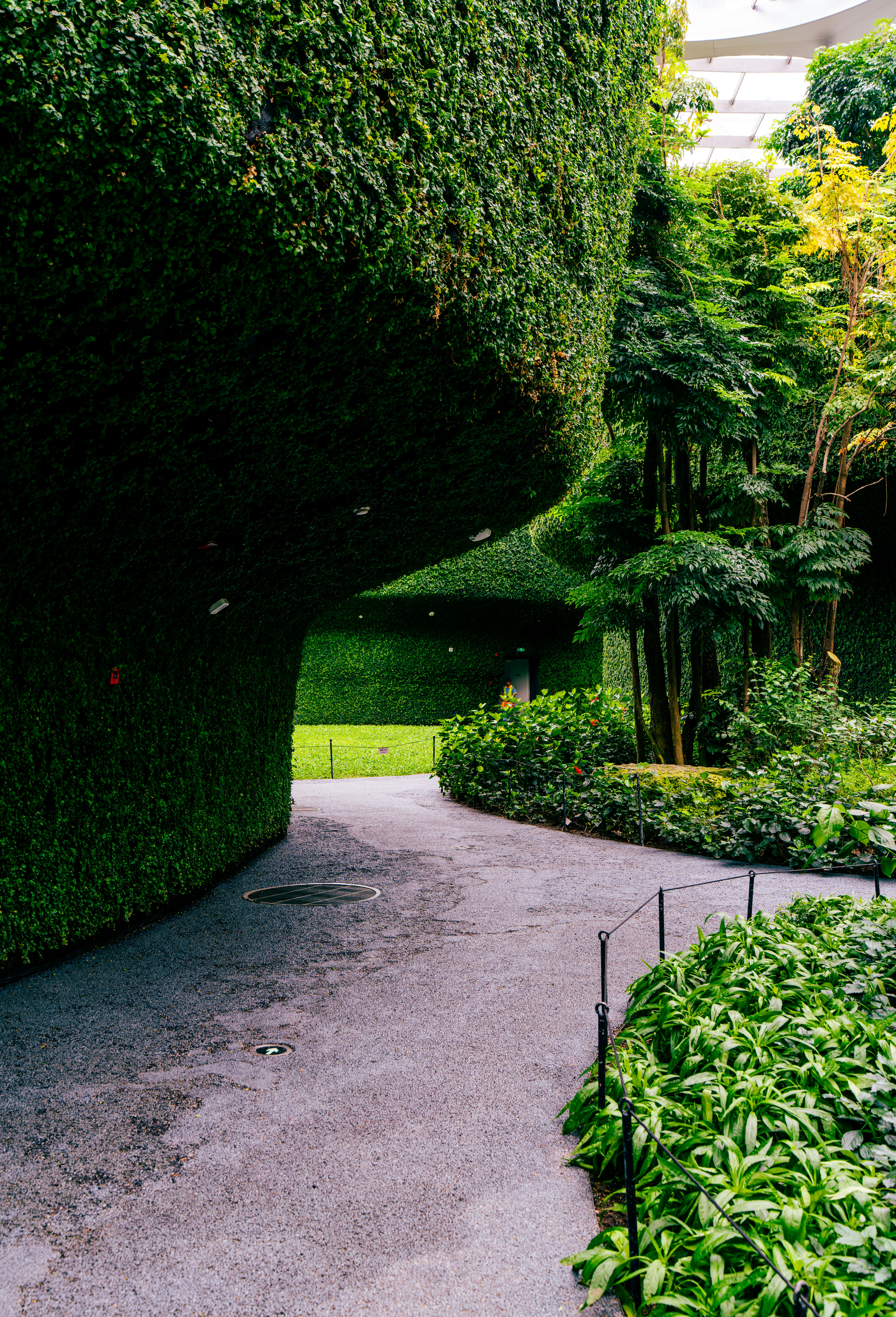 Path Through a Green Corridor Under a Living Wall Arboretum