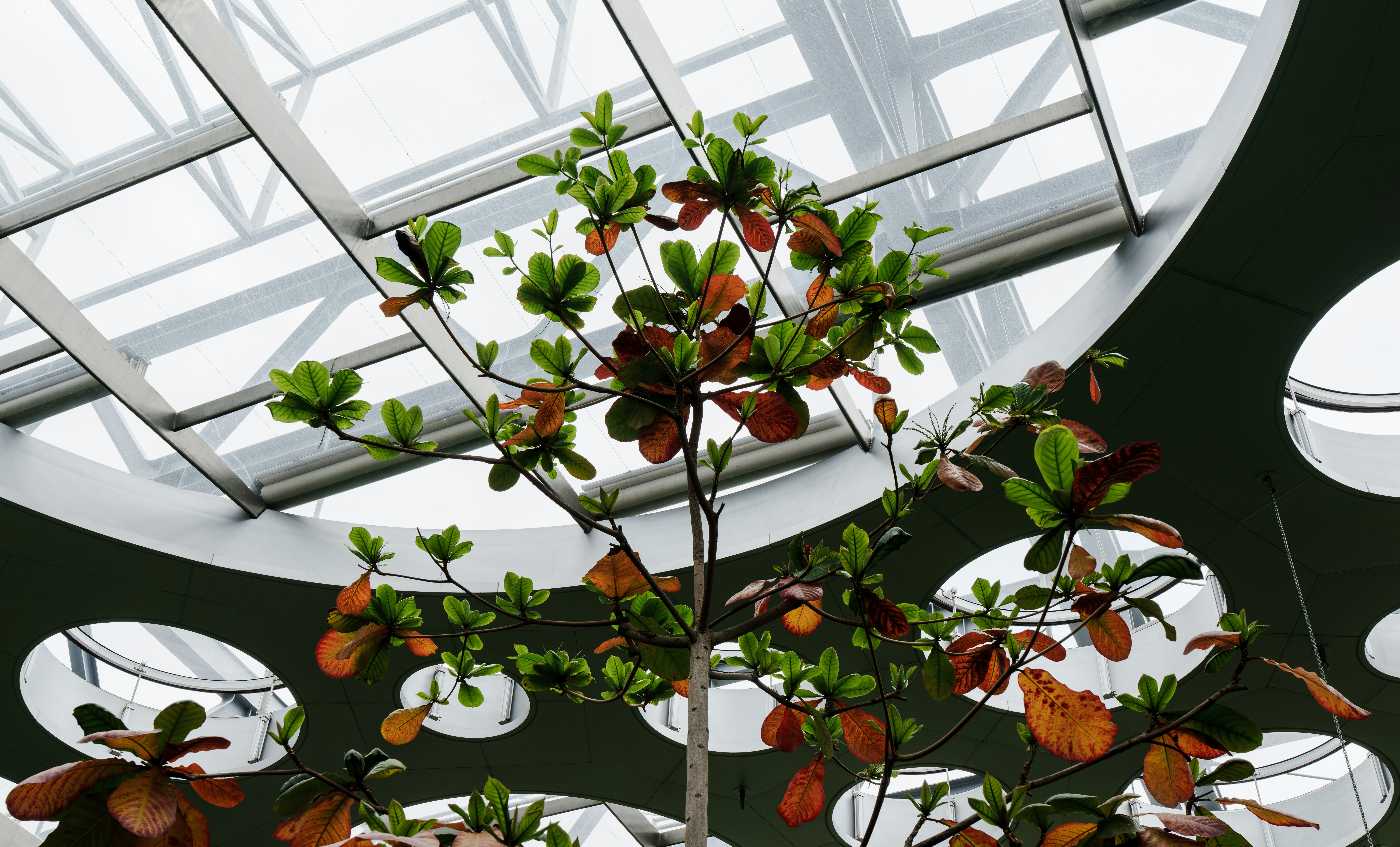 Circular Skylight Garden: Plant Framing Under Geometric Roof
