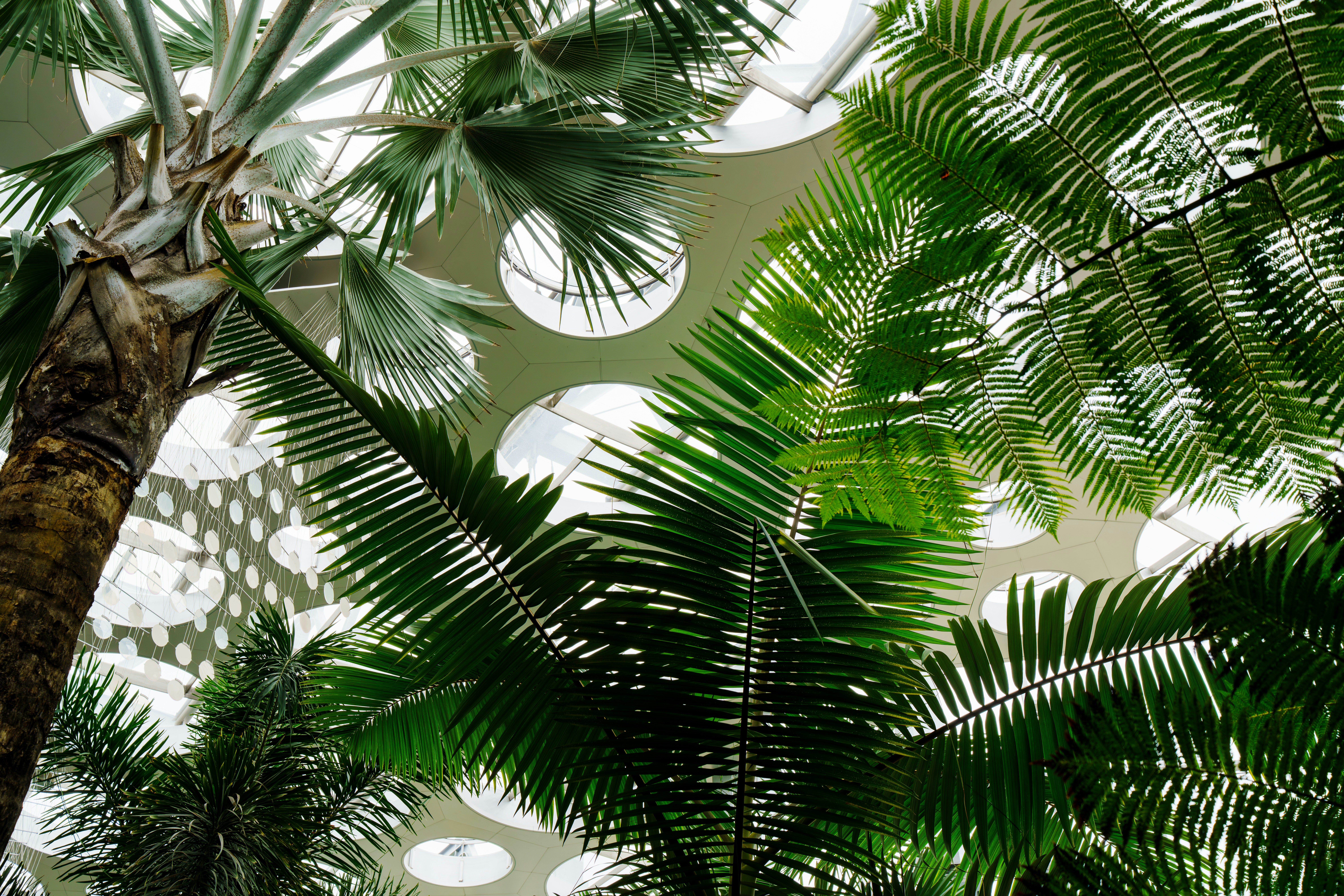 Arboreal Glass Ceiling: A Lush Canopy of Indoor Jungle