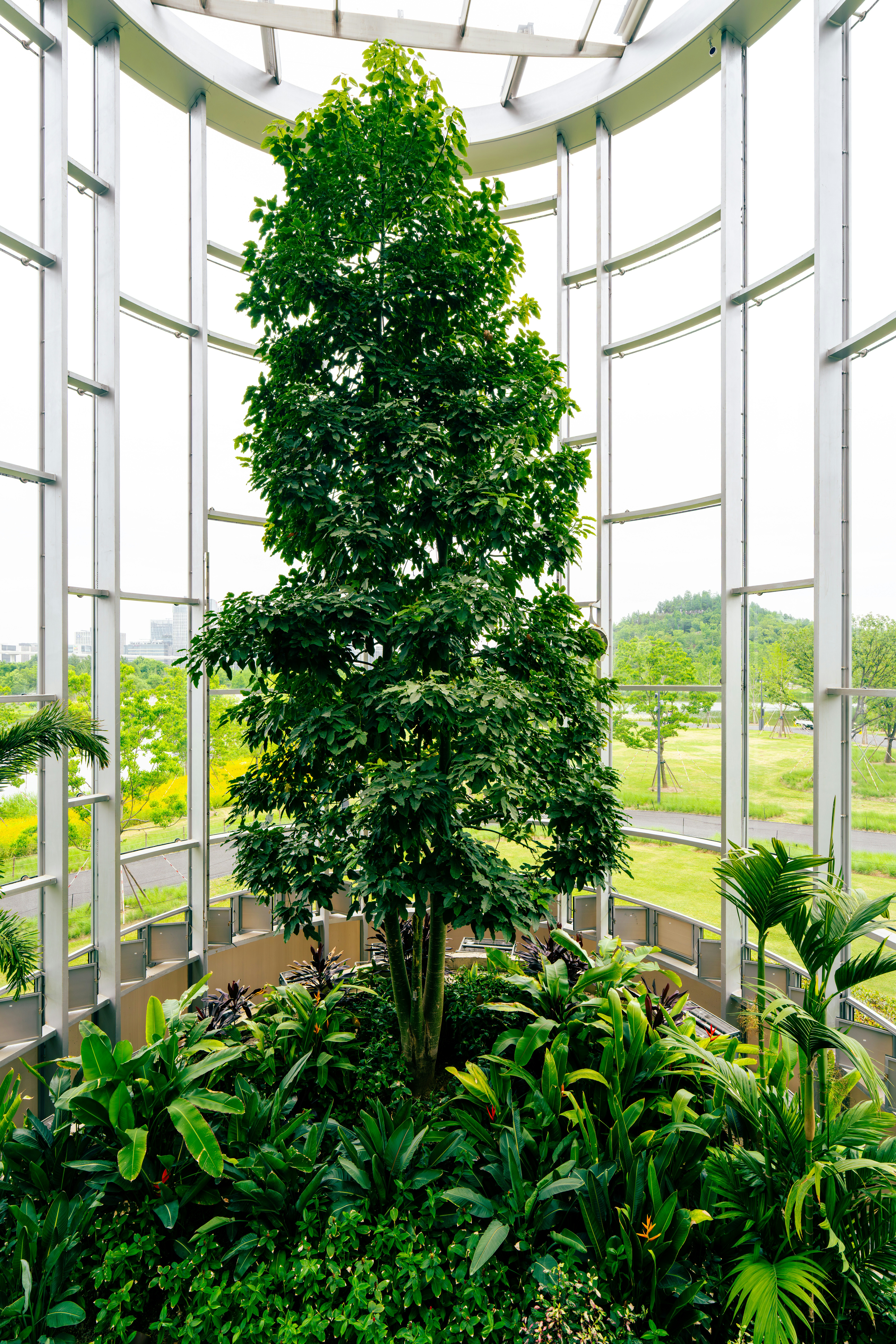 Indoor Glass Conservatory: Central Tree Reaching Toward Light