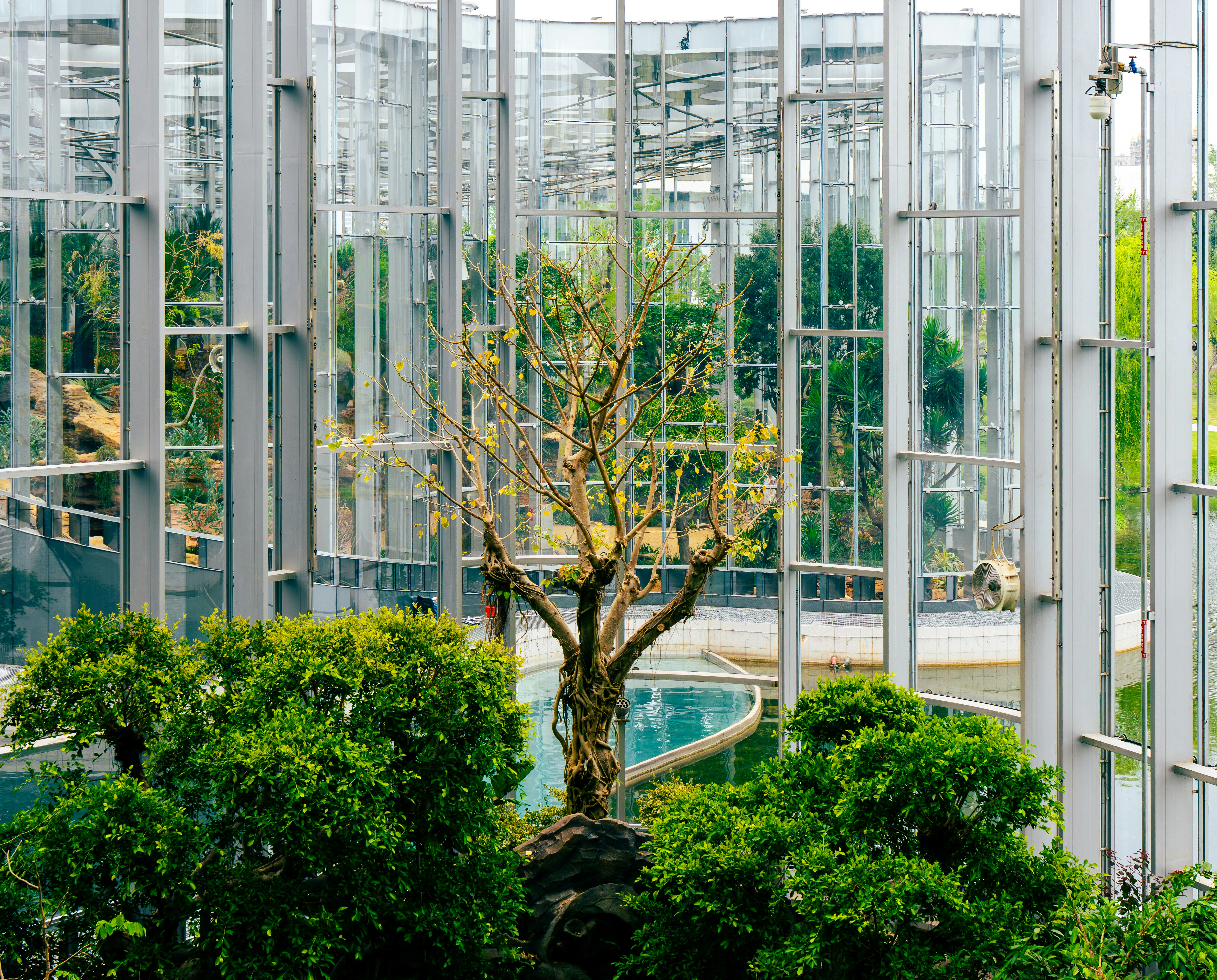 Indoor Garden Tree Surrounded by Glass and Greenery
